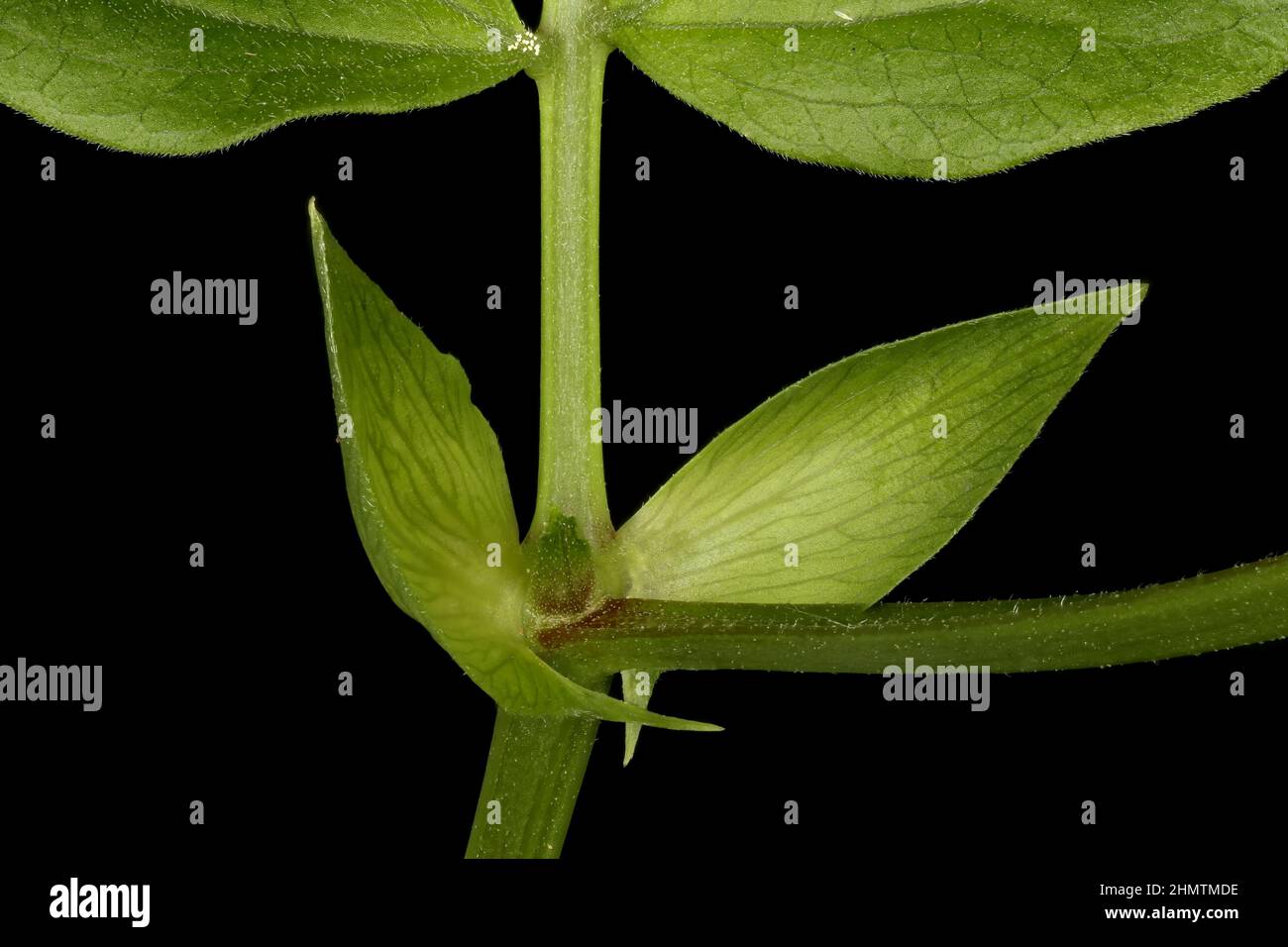 Stipules hi-res stock photography and images - Alamy
