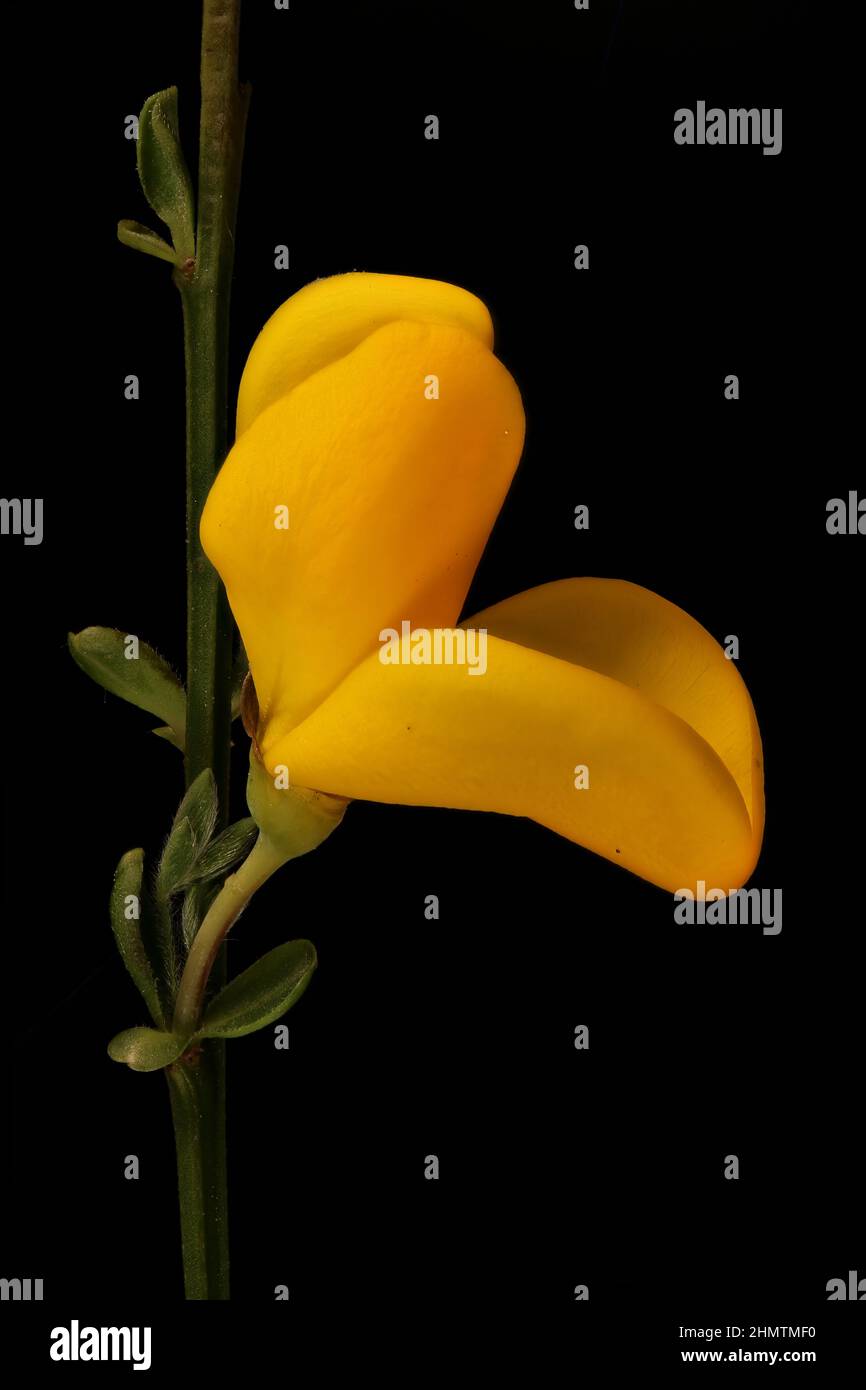 Common Broom (Cytisus scoparius). Flower Closeup Stock Photo - Alamy