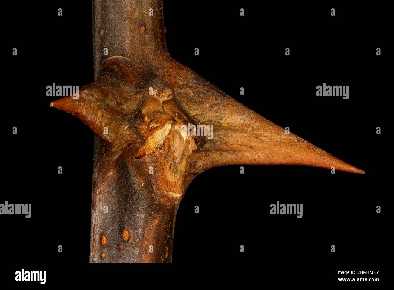 Axillary bud hi-res stock photography and images - Alamy