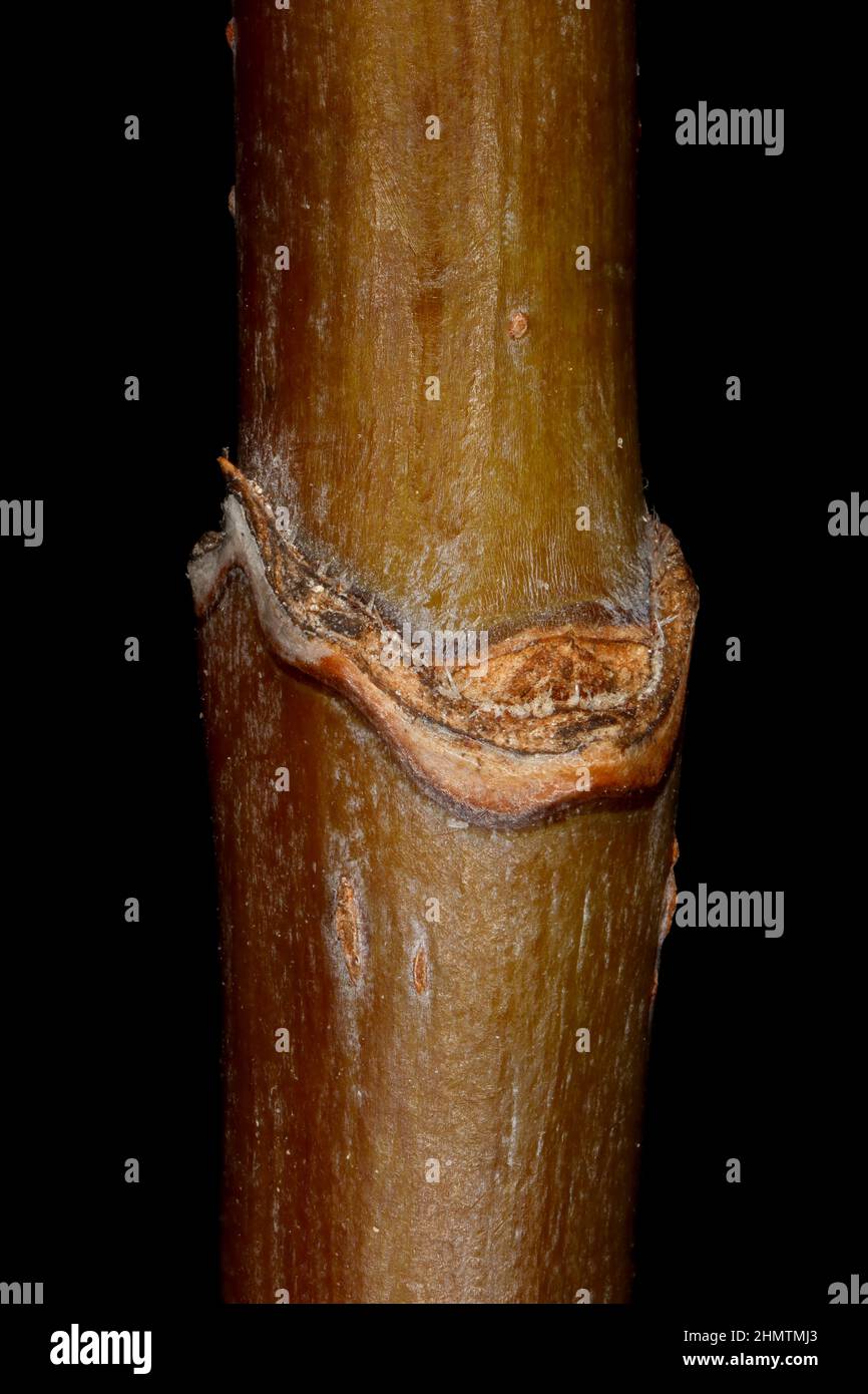 Ash-Leaf Maple (Acer negundo). Leaf Scar Closeup Stock Photo - Alamy