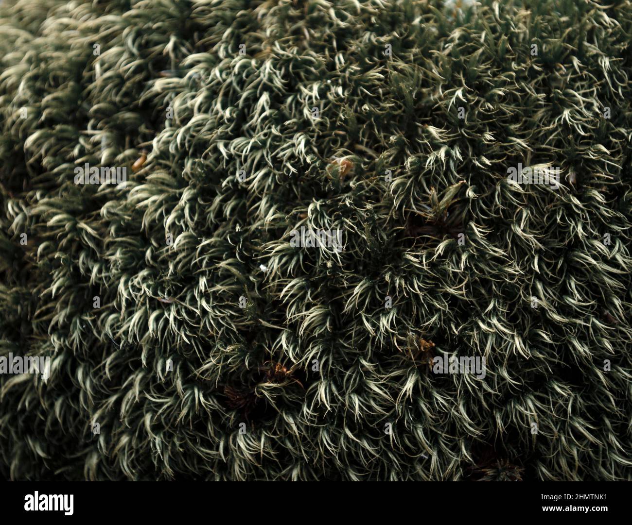 Dark green bush wall texture and background Stock Photo - Alamy