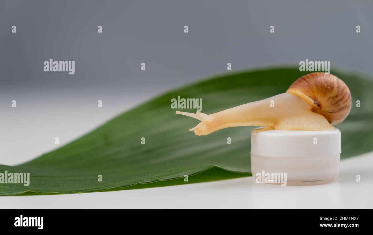 Close-up of a snail on a jar of cream on a white background. The use of ...