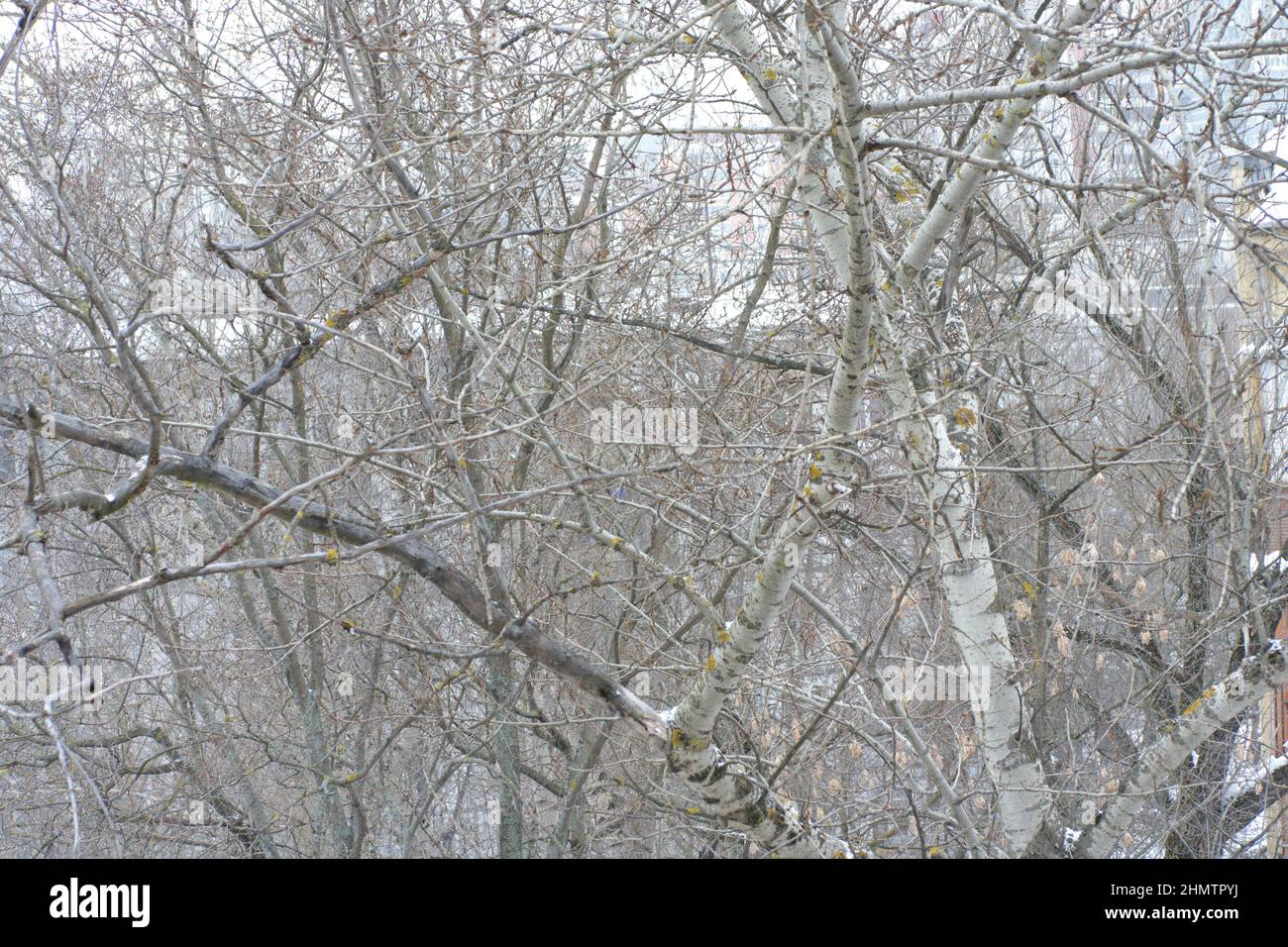 winter in city yard at cloudy day Stock Photo - Alamy