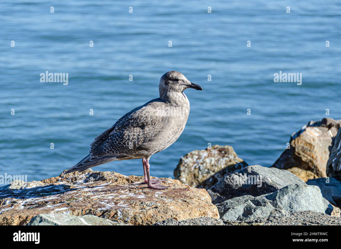 Gull standing on a rock hi-res stock photography and images - Alamy