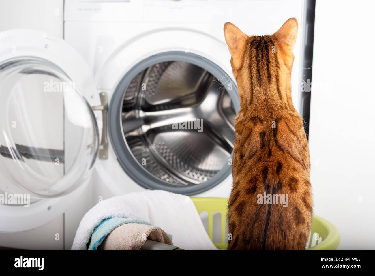 The cat looks at the washing machine. View from the back Stock Photo ...