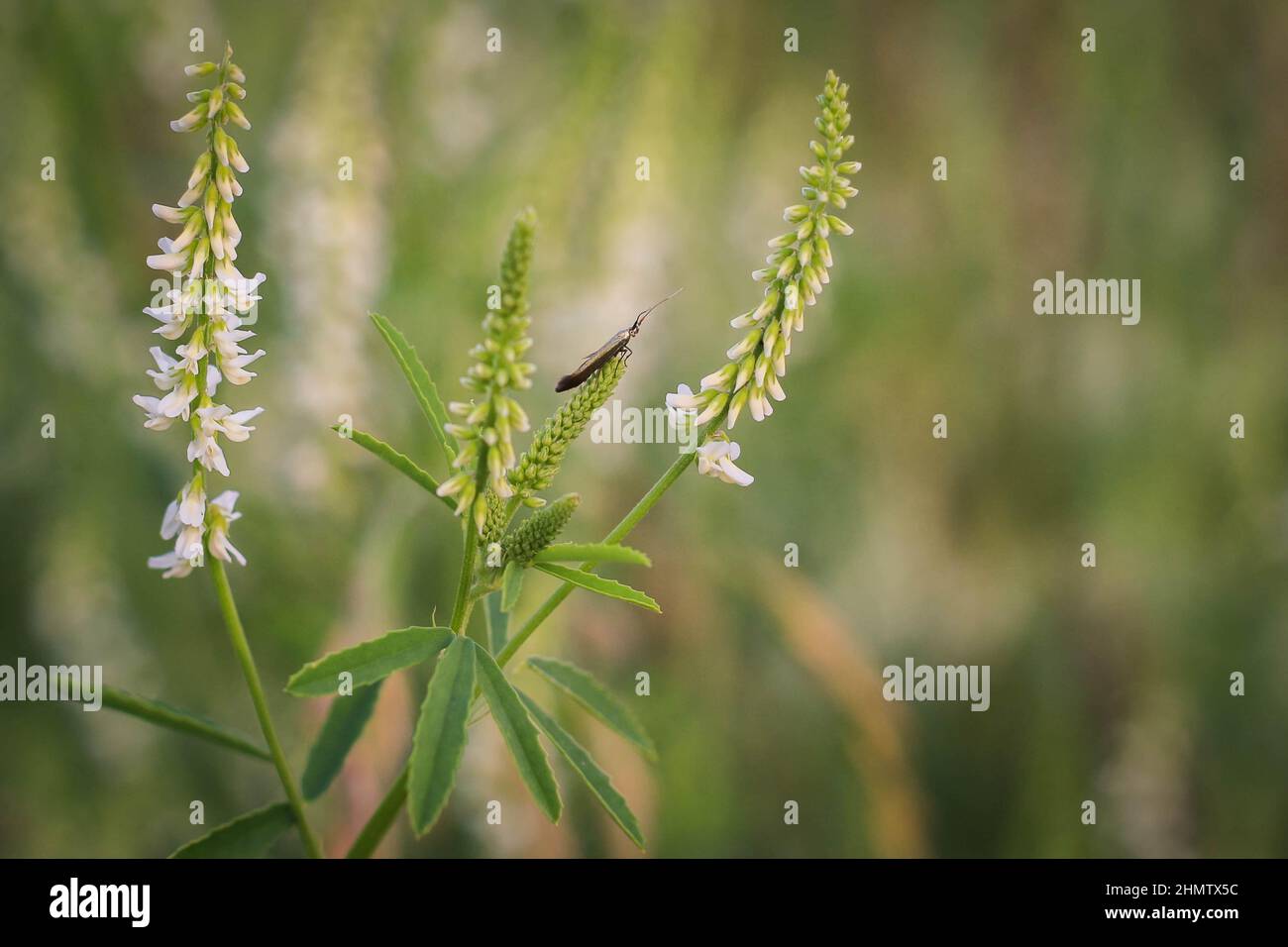 Melilotus albus, honey clover, white melilot, Bokhara clover, white ...