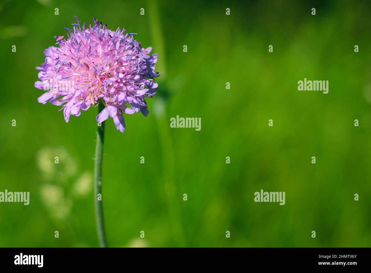 Flower of Field Scabious, Knautia Arvensis, with bokeh background Stock ...