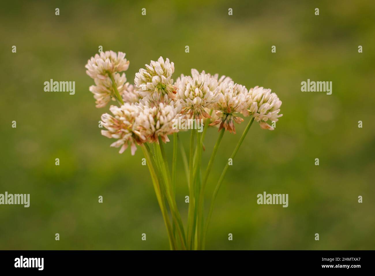 A bucket of Trifolium pratense, the white clover on green Background in ...