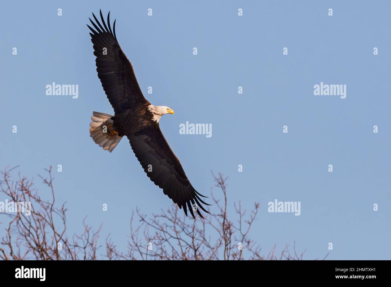 Eagle flight hi-res stock photography and images - Alamy