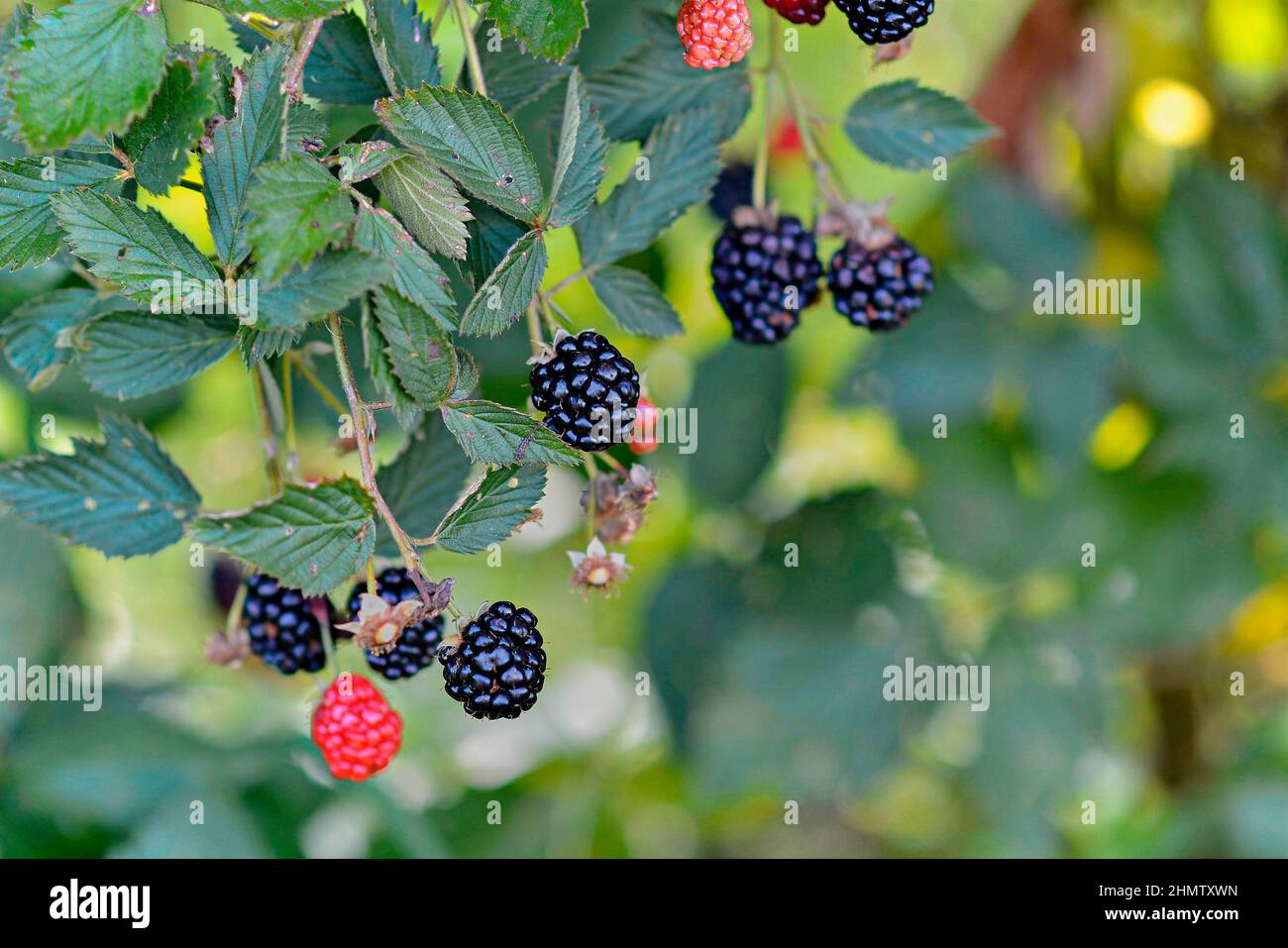 Blackberry on the vine hi-res stock photography and images - Alamy