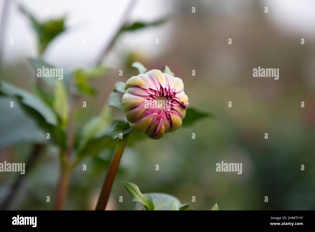 Beautiful Pink color flower Buds front view with Blurry Background ...