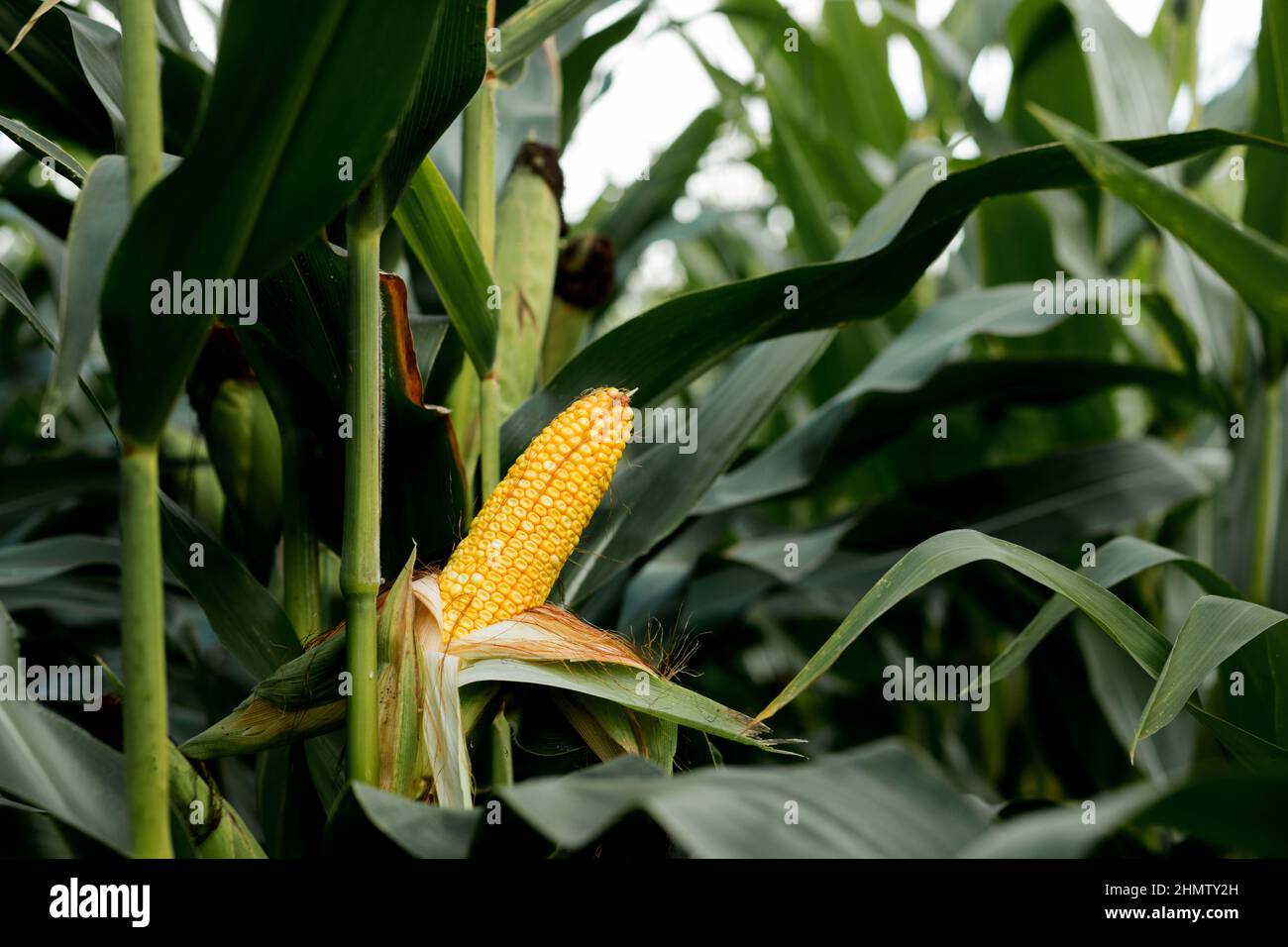 Closeup of corn on the stalk in the corn field Stock Photo - Alamy