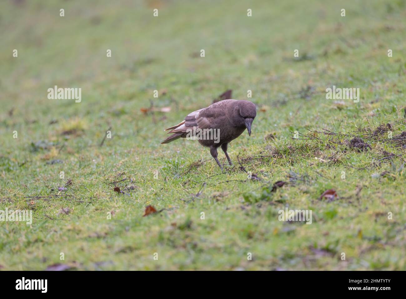 Leucistic crow hi-res stock photography and images - Alamy