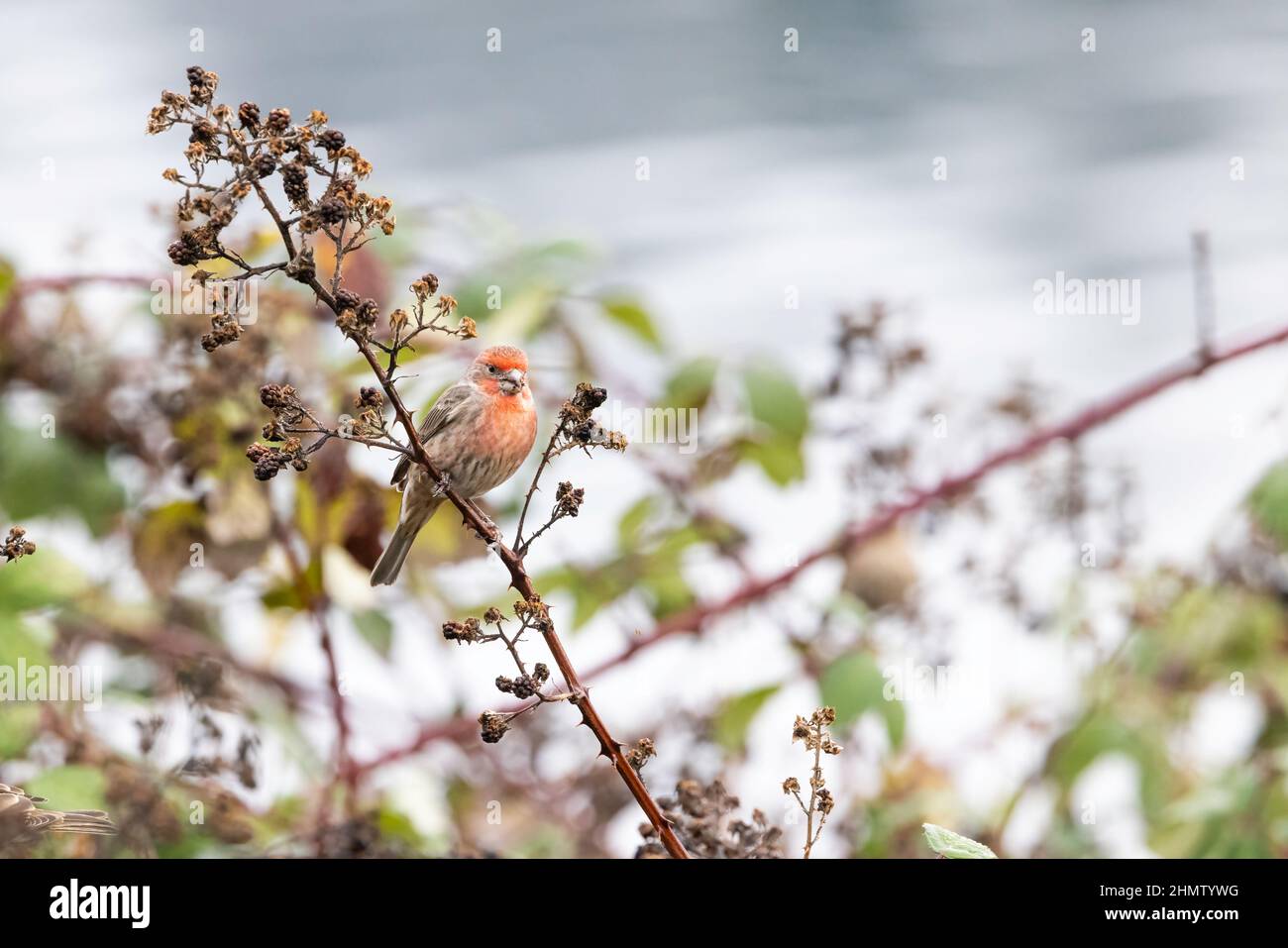 House finch eating hi-res stock photography and images - Alamy