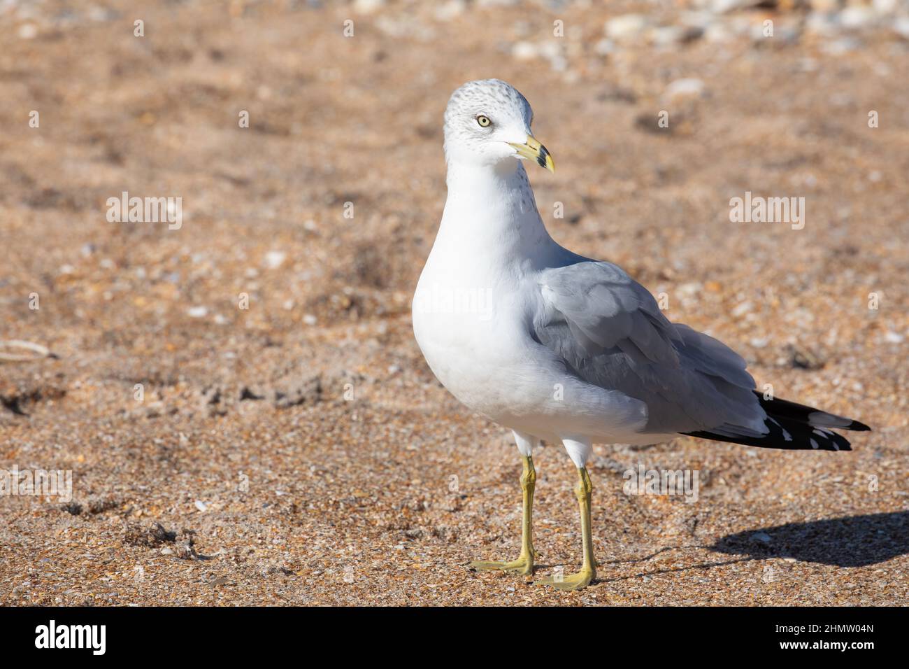 Gull standing shore hi-res stock photography and images - Alamy