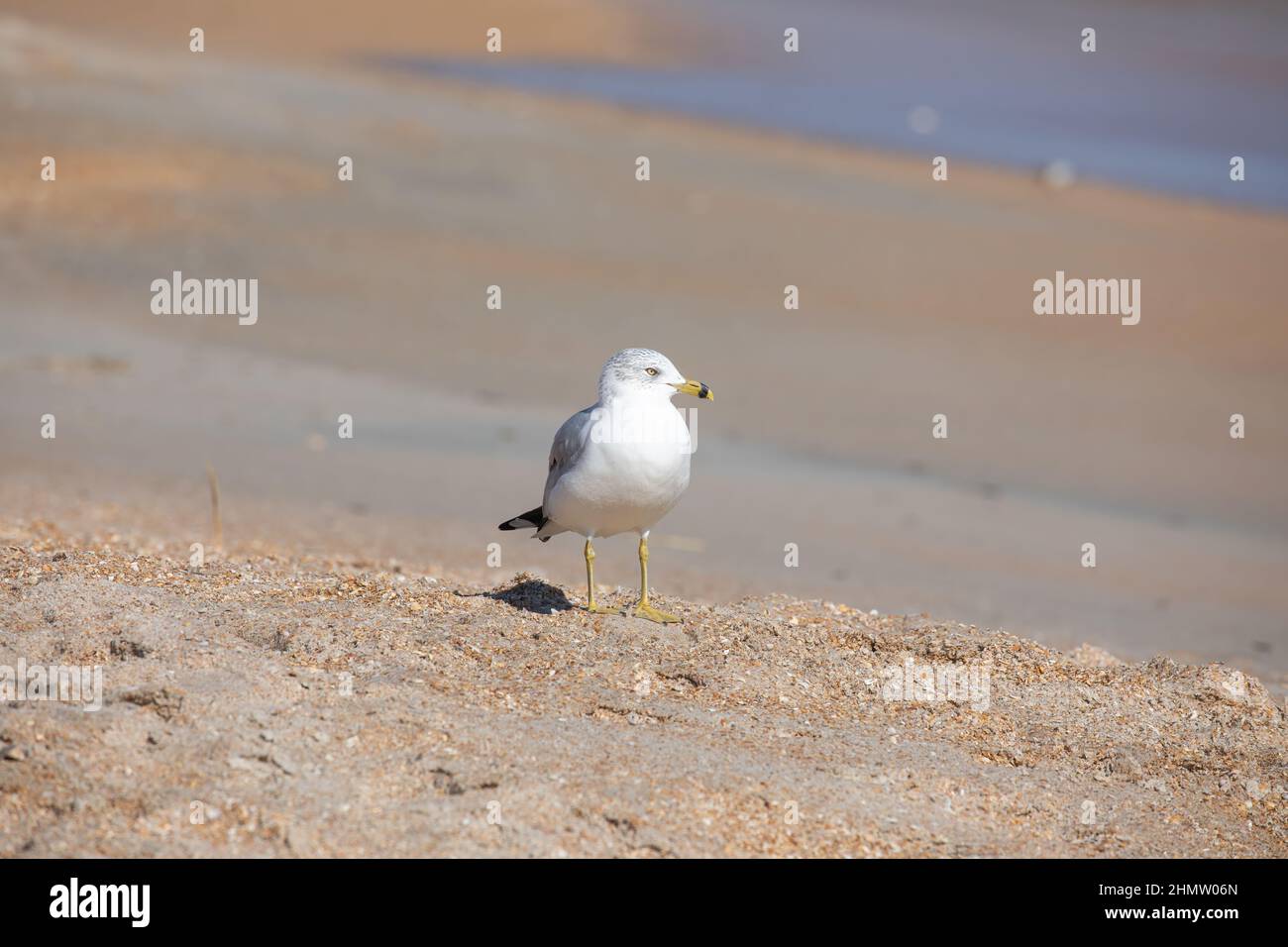 Gull standing shore hi-res stock photography and images - Alamy