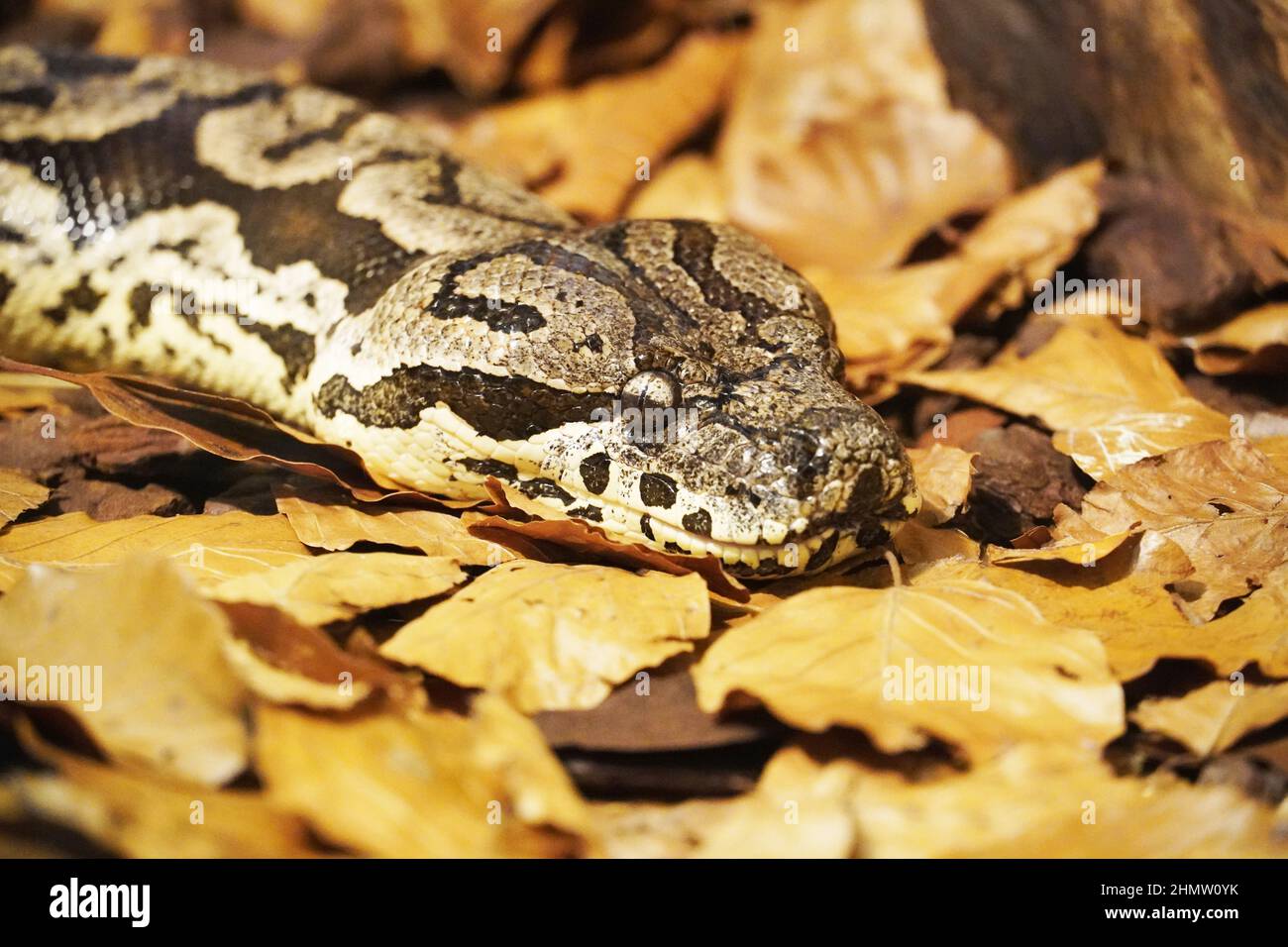 Phyton pattern hi-res stock photography and images - Alamy