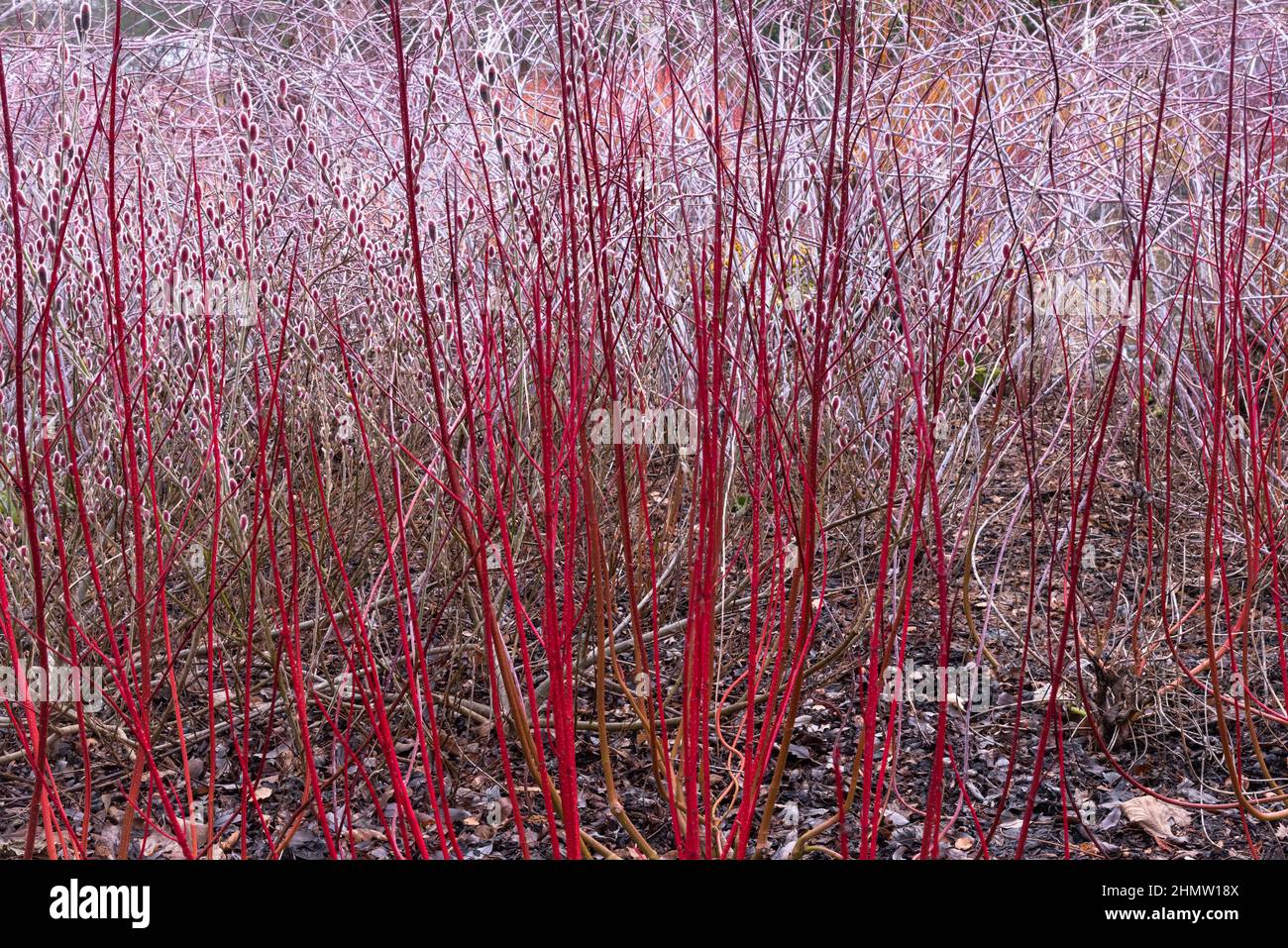 Cornus alba Baton Rouge 'Minbat' Stock Photo - Alamy