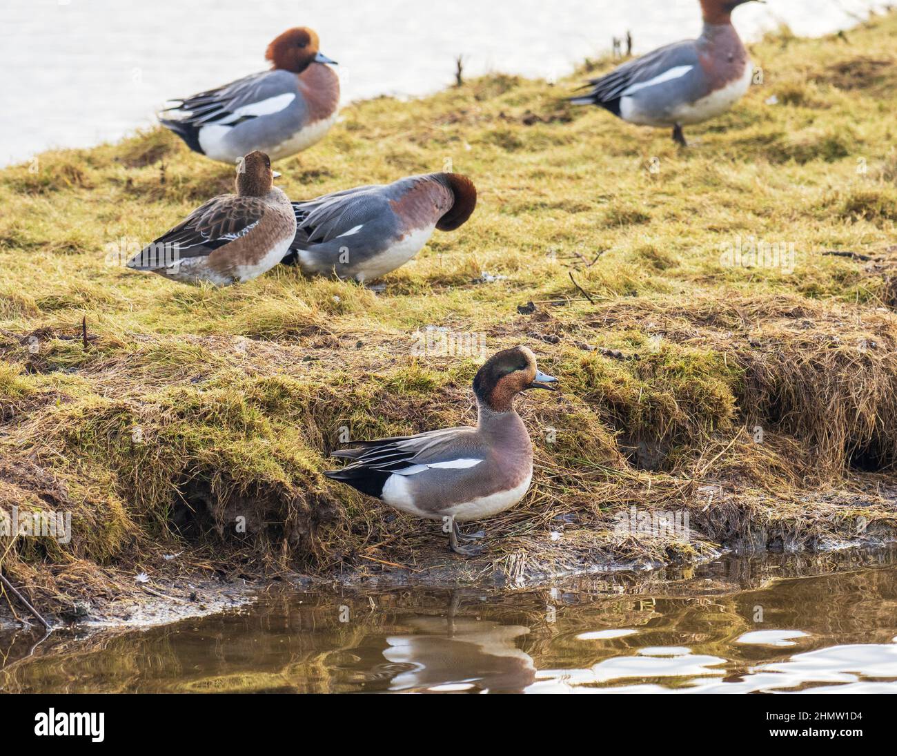 Eurasian Wigeon, anas penelope, at Leighton Moss, Lake District, UK ...