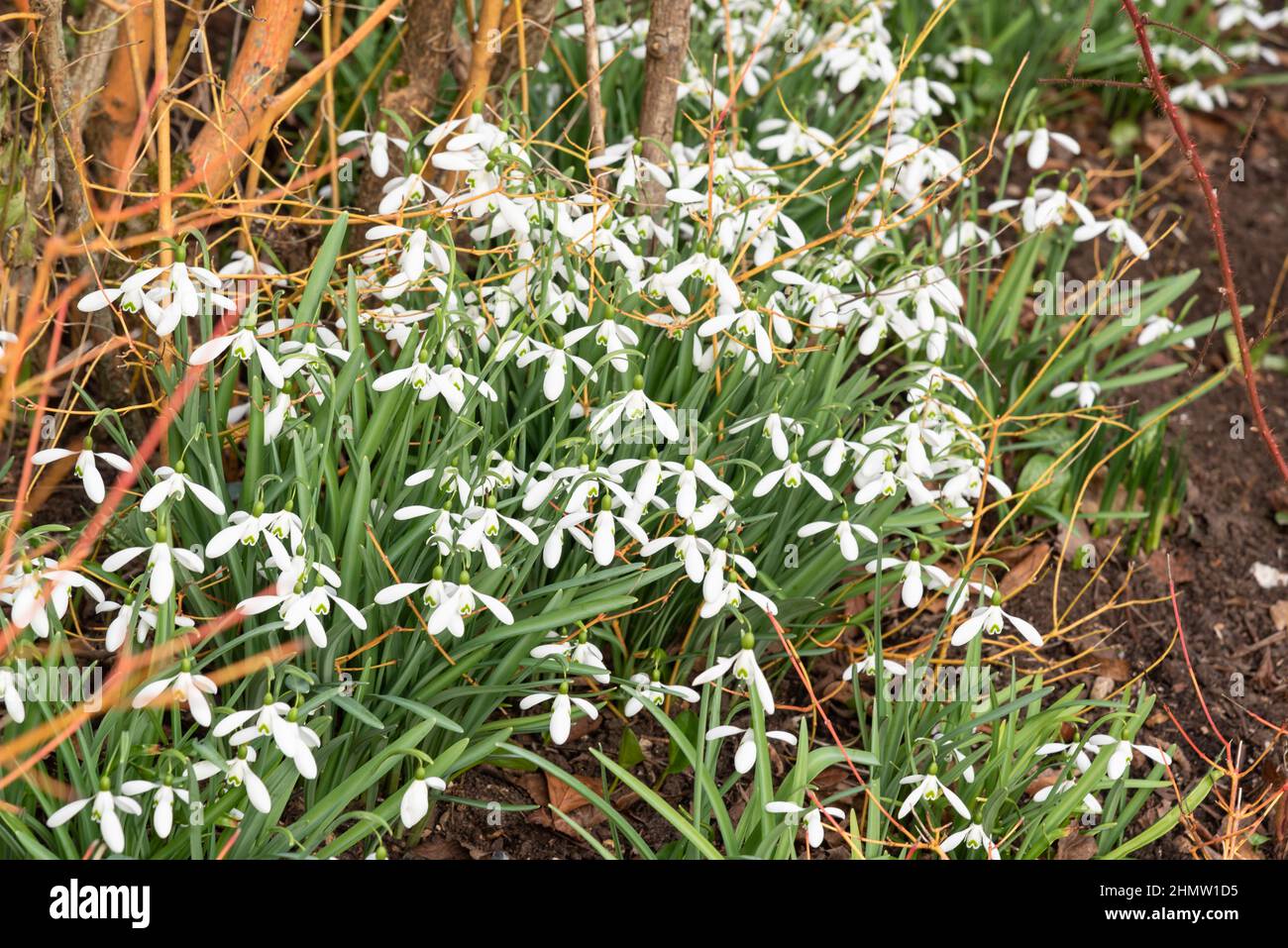 Magnet galanthus hi-res stock photography and images - Alamy