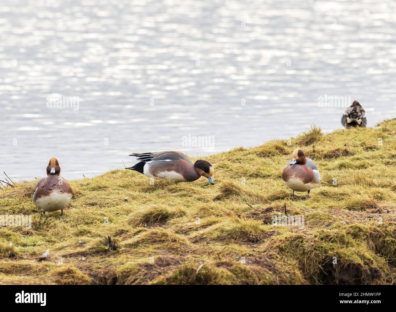 Eurasian Wigeon, anas penelope, at Leighton Moss, Lake District, UK ...