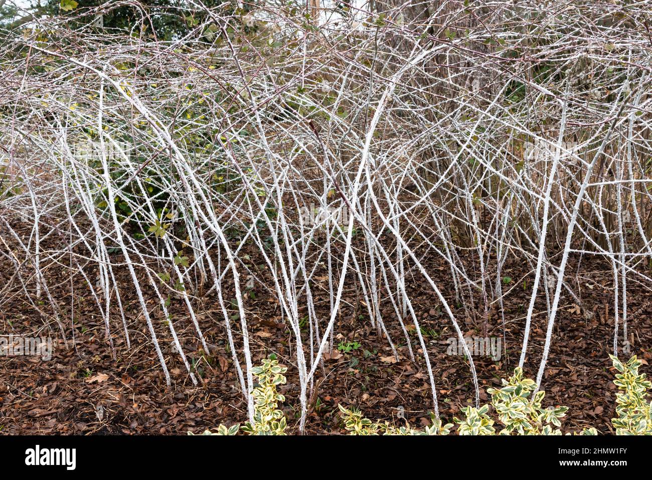 Rubus biflorus hi-res stock photography and images - Alamy