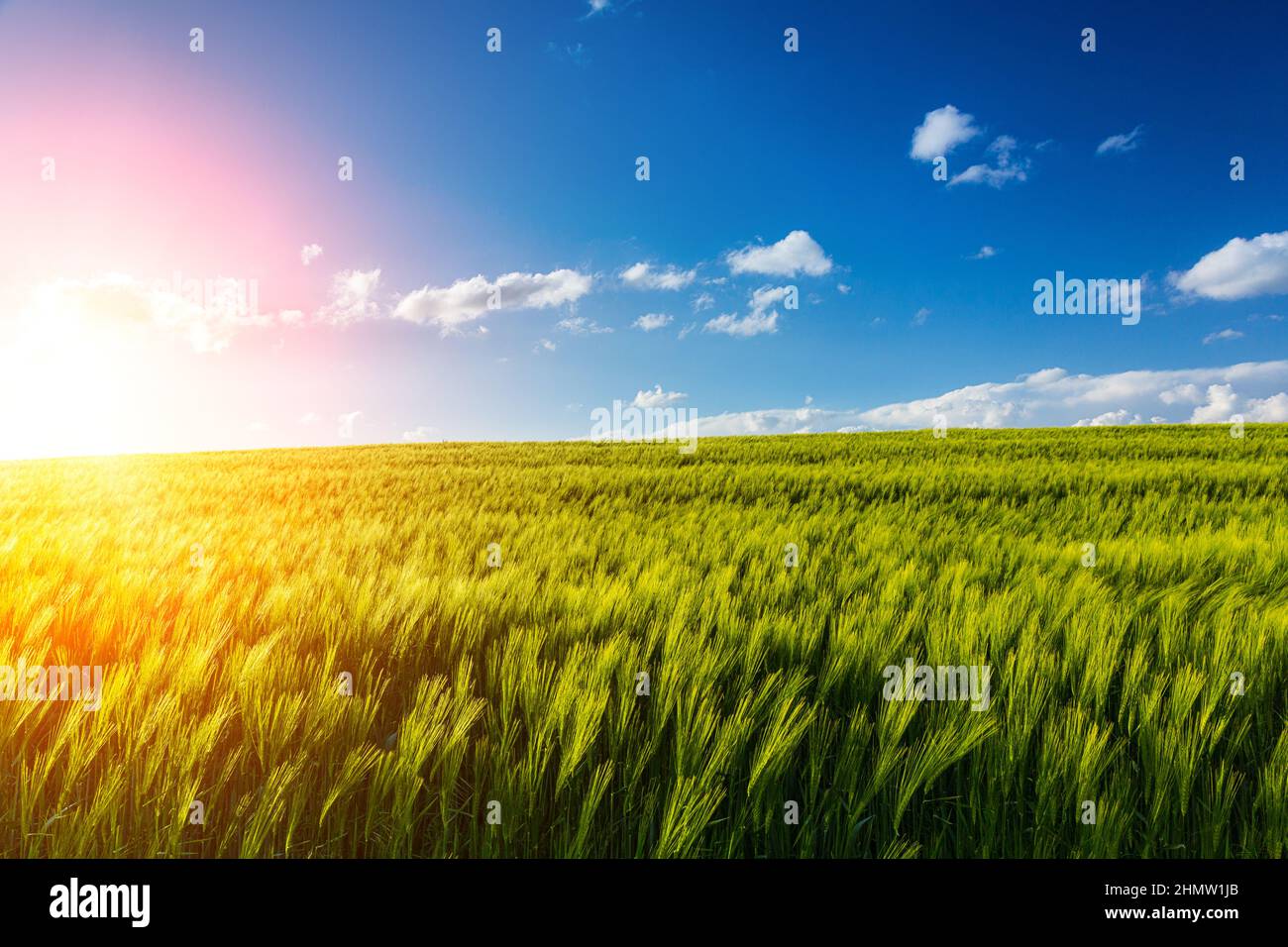 sunlight shines over a field Stock Photo - Alamy