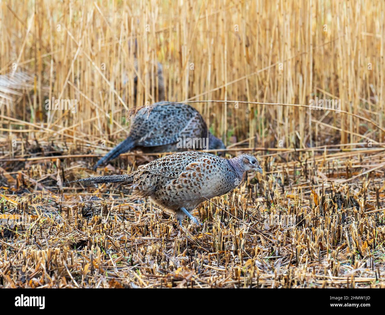 Female Pheasants feeding in a cut reedbed at Leighton Moss, Lake ...