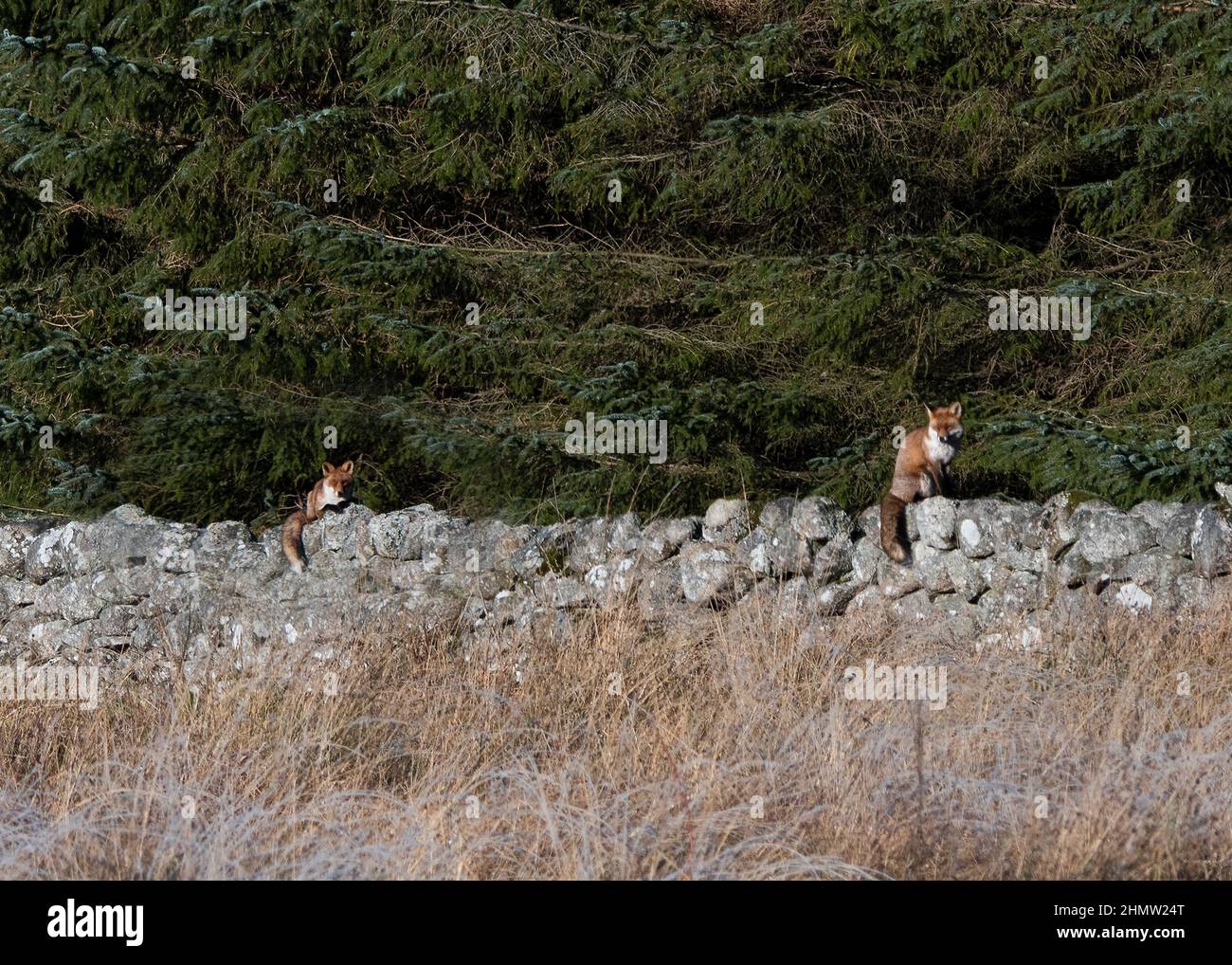 British wildlife fox image hi-res stock photography and images - Alamy