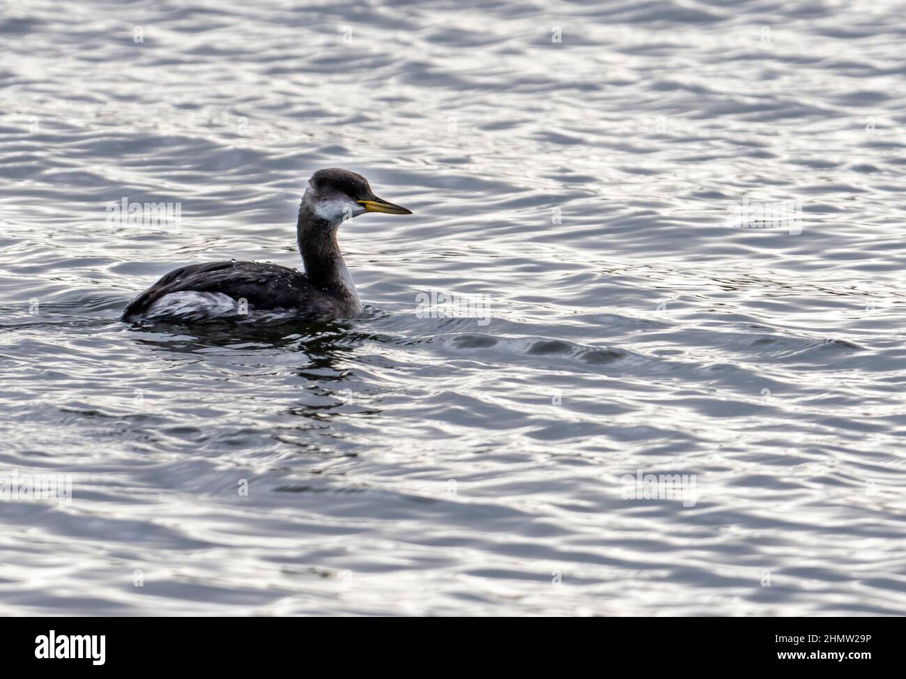A Red Necked Grebe, Podiceps grisegena on Cavendish dock, Barrow in ...