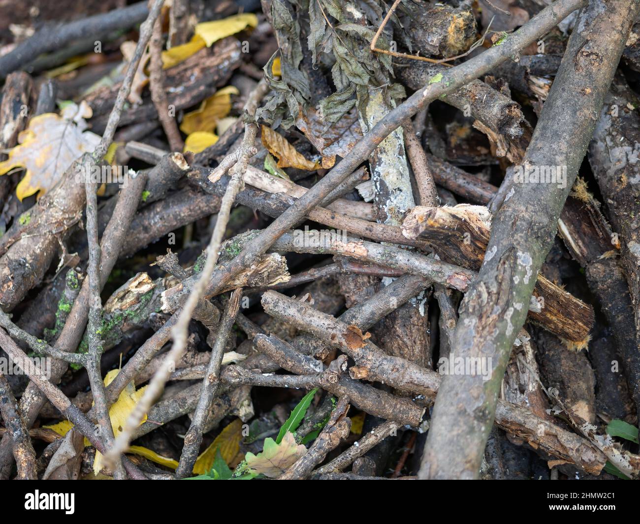 Pile of Sticks and dry twigs,Stack of tree branches for fire Stock ...