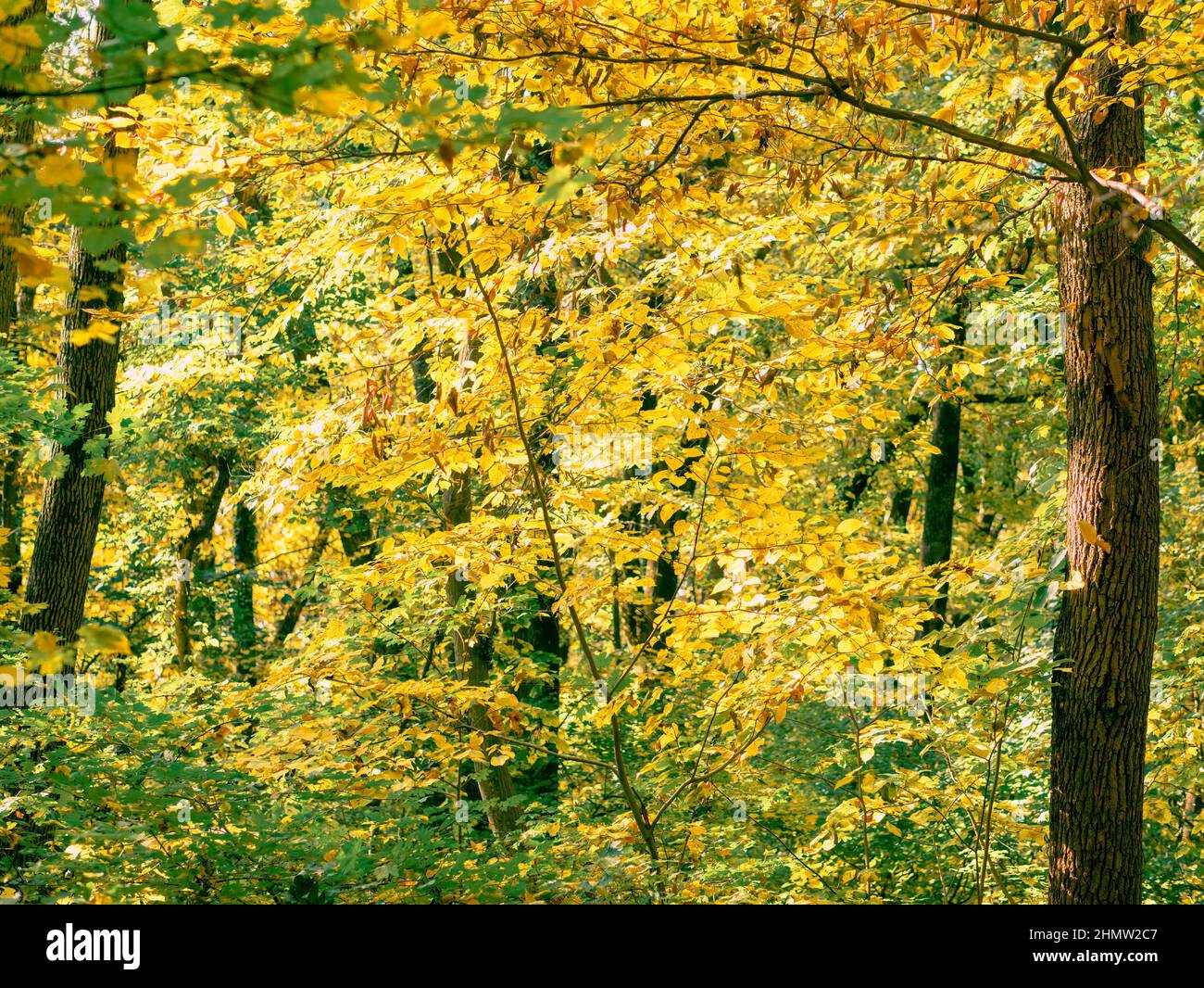 Autumn forest landscape in Baneasa forest near Bucharest, Romania Stock ...