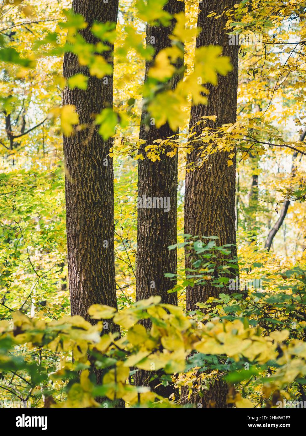 Beautiful autumn landscape with three detailed trunk trees in the ...