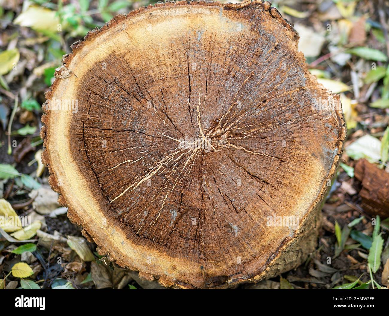 Wood texture background. Old weathered tree rings of an cut log or stump tree Stock Photo - Alamy