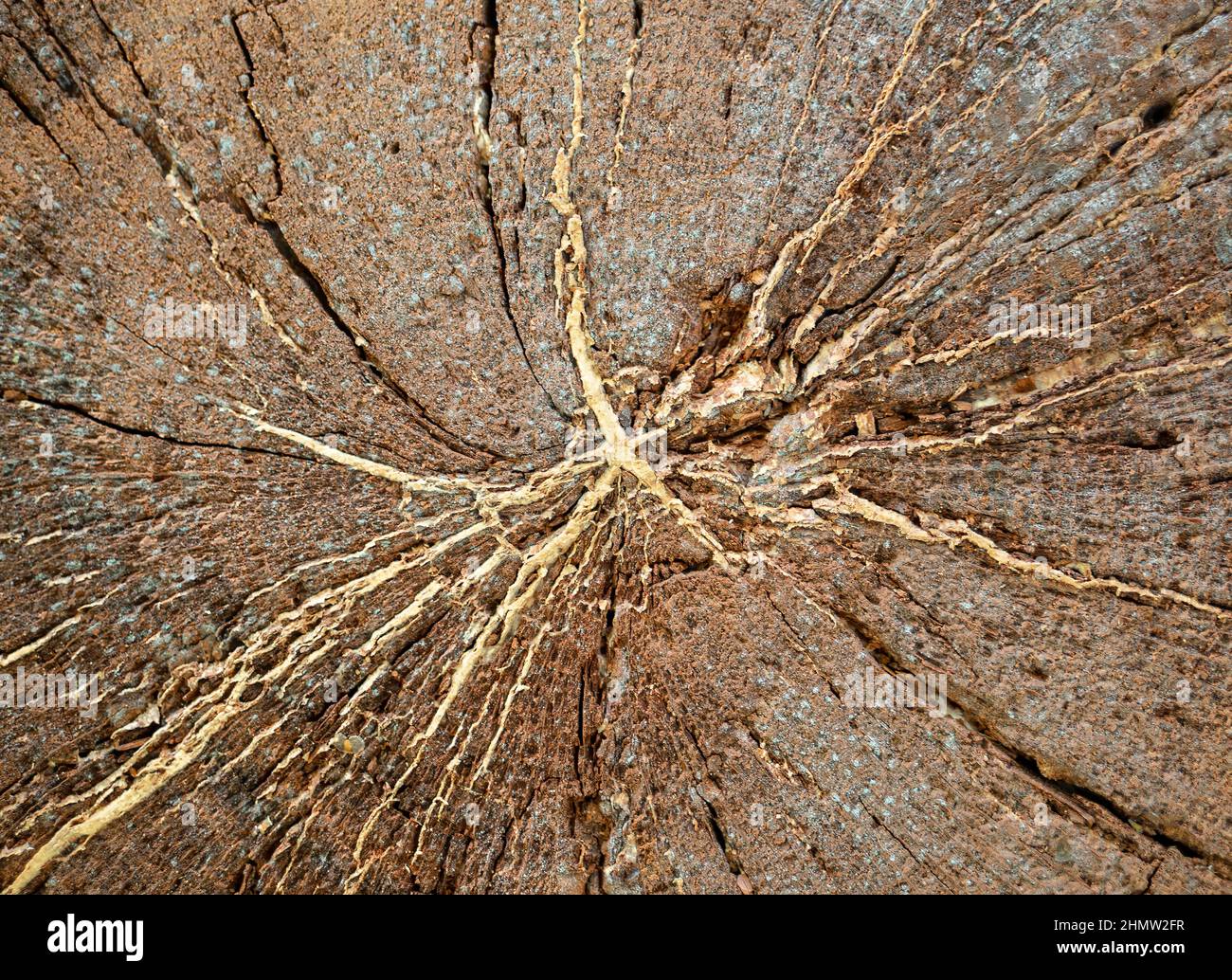 Close up detail with cut wood tree section with cracks and annual rings ...