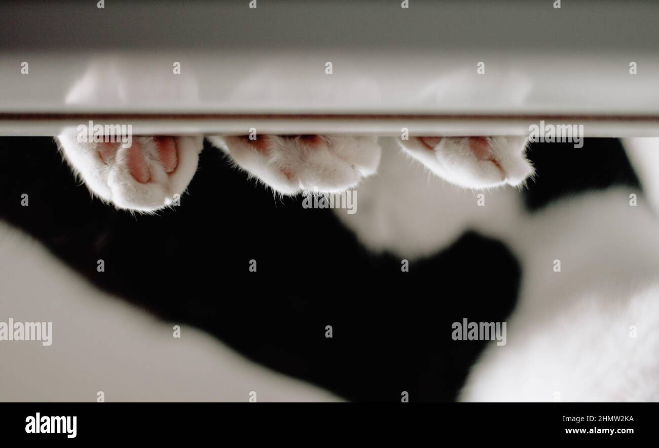Soft white cat's paws hanging from the edge of the table, bottom view ...