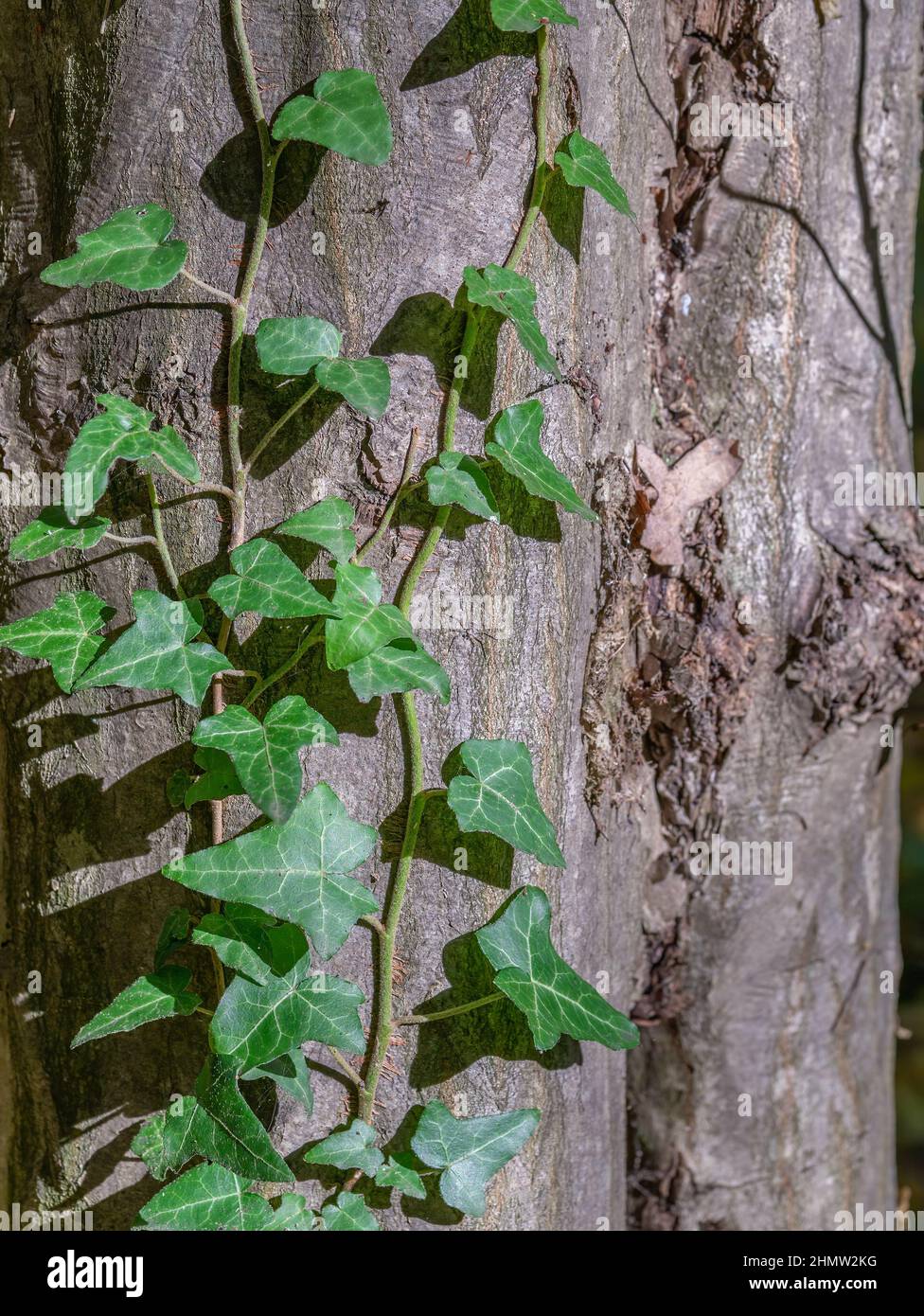 Poison ivy in forest hi-res stock photography and images - Alamy