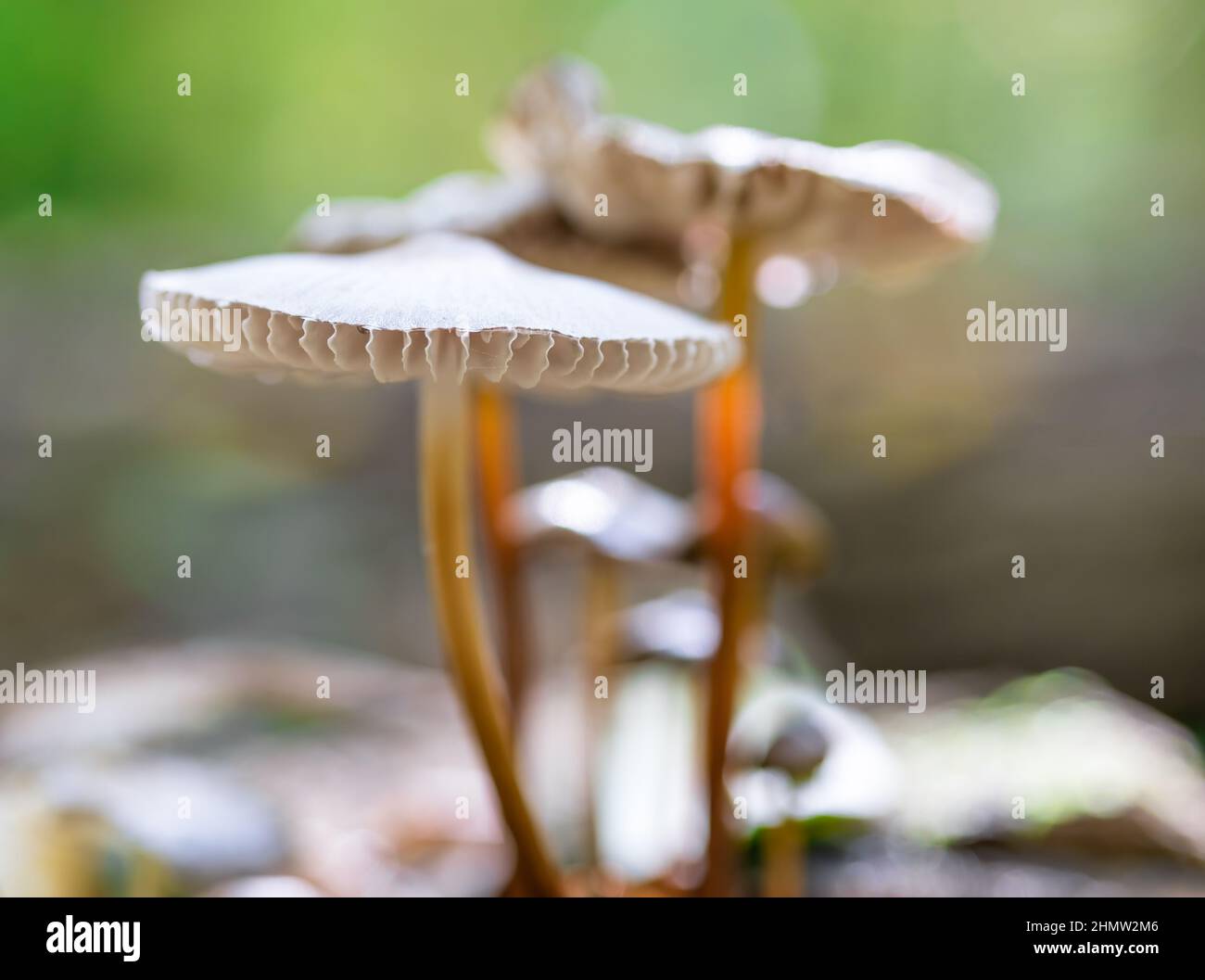 Wild Mushroom Fungi in the forest Stock Photo - Alamy