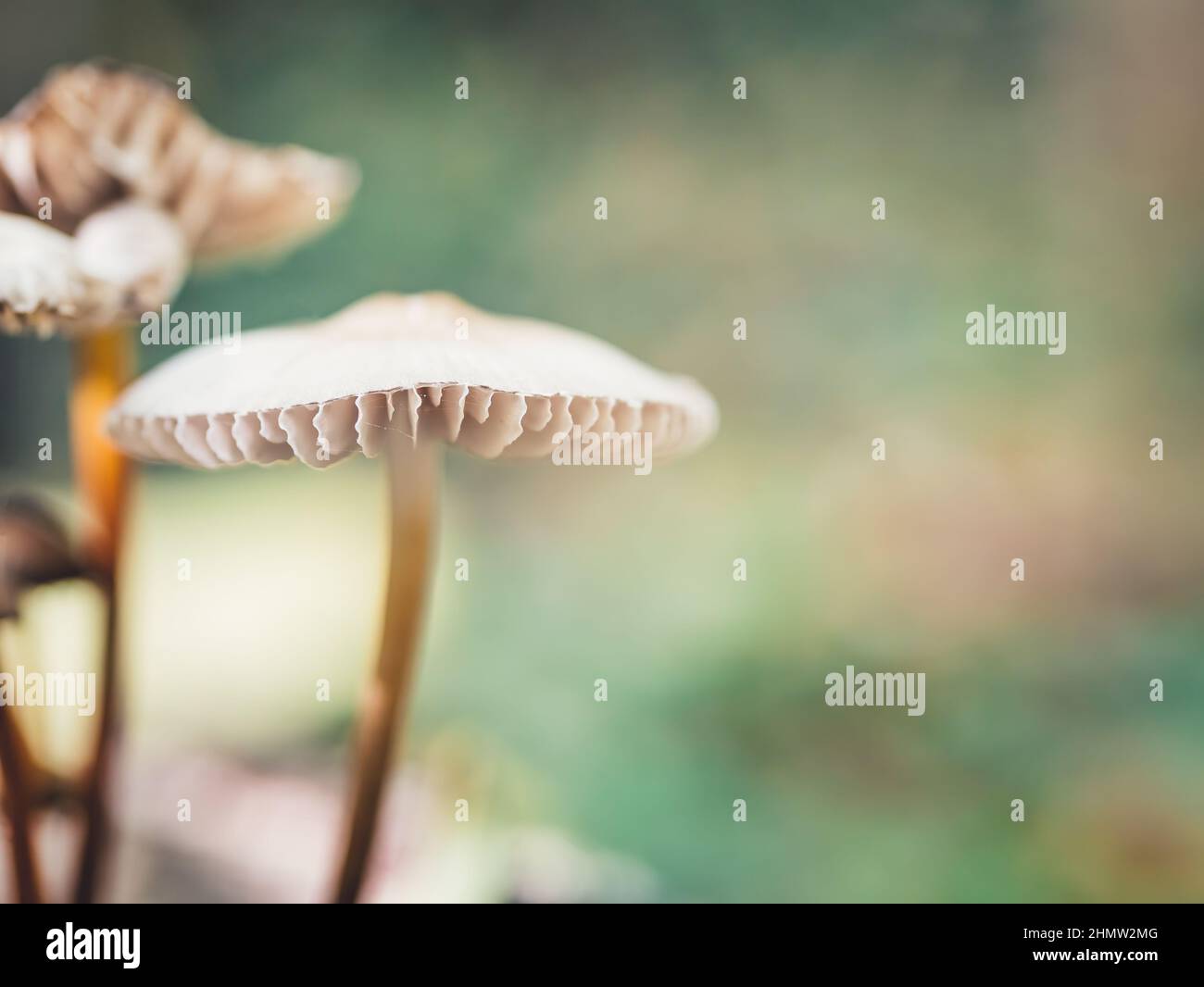 Wild Mushroom Fungi in the forest Stock Photo - Alamy