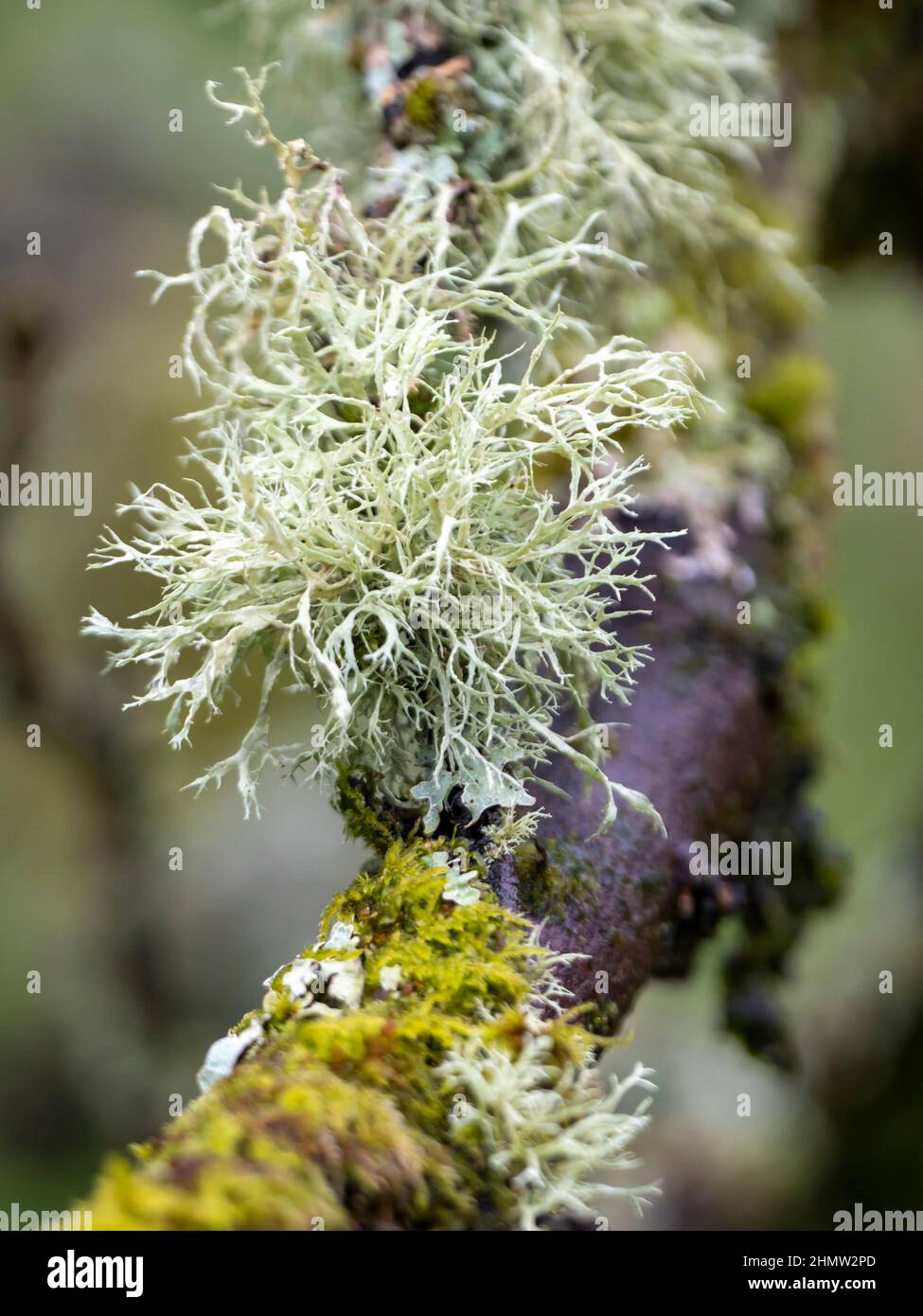 Reindeer moss growing on a tree in Ambleside, Lake District, UK Stock ...