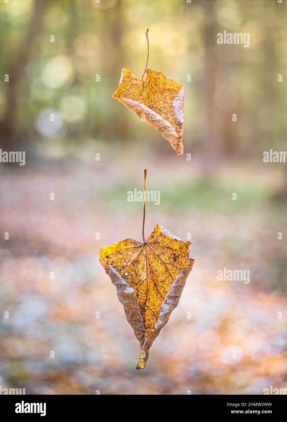 Spider hanging from a single thread hi-res stock photography and images ...