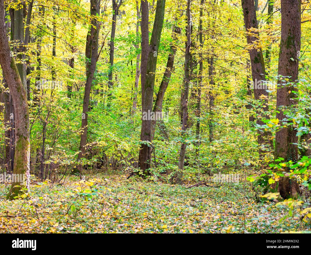 Autumn forest landscape in Baneasa forest near Bucharest, Romania Stock ...