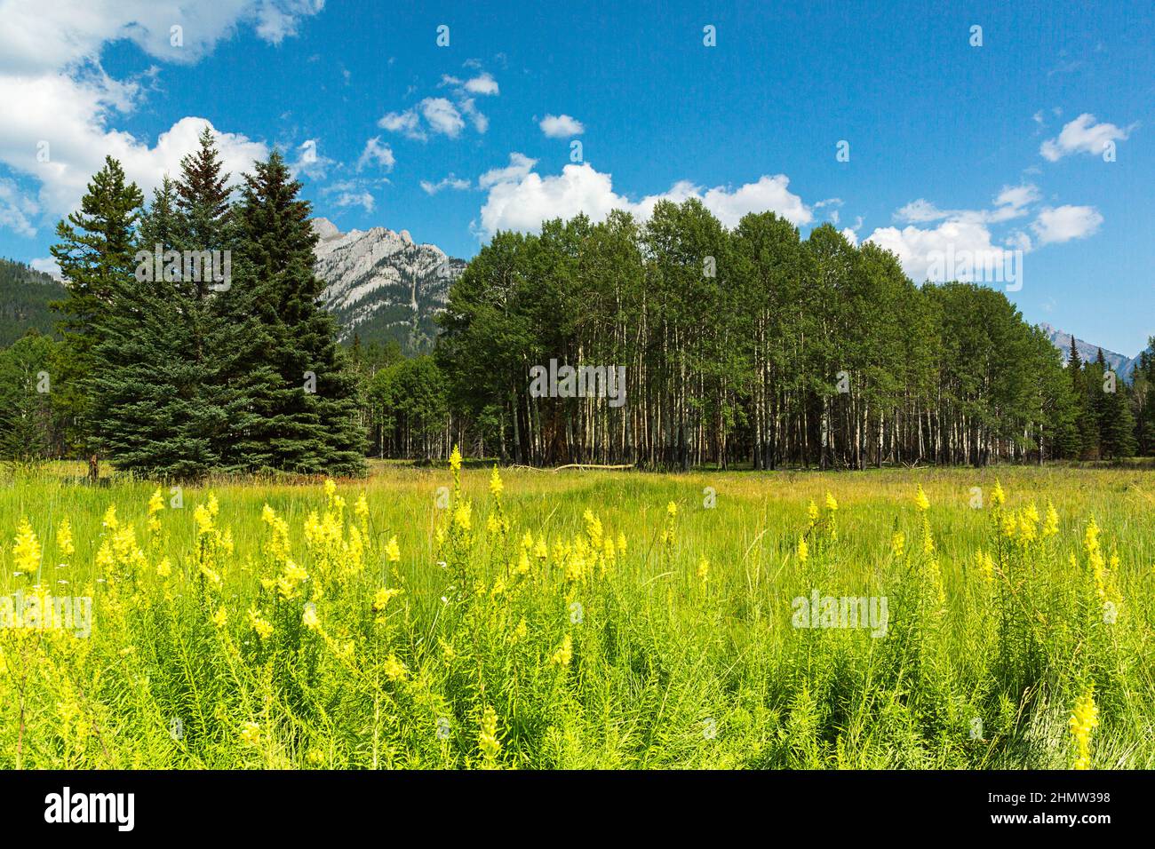 Birch forest at the Banff National park canada Stock Photo - Alamy