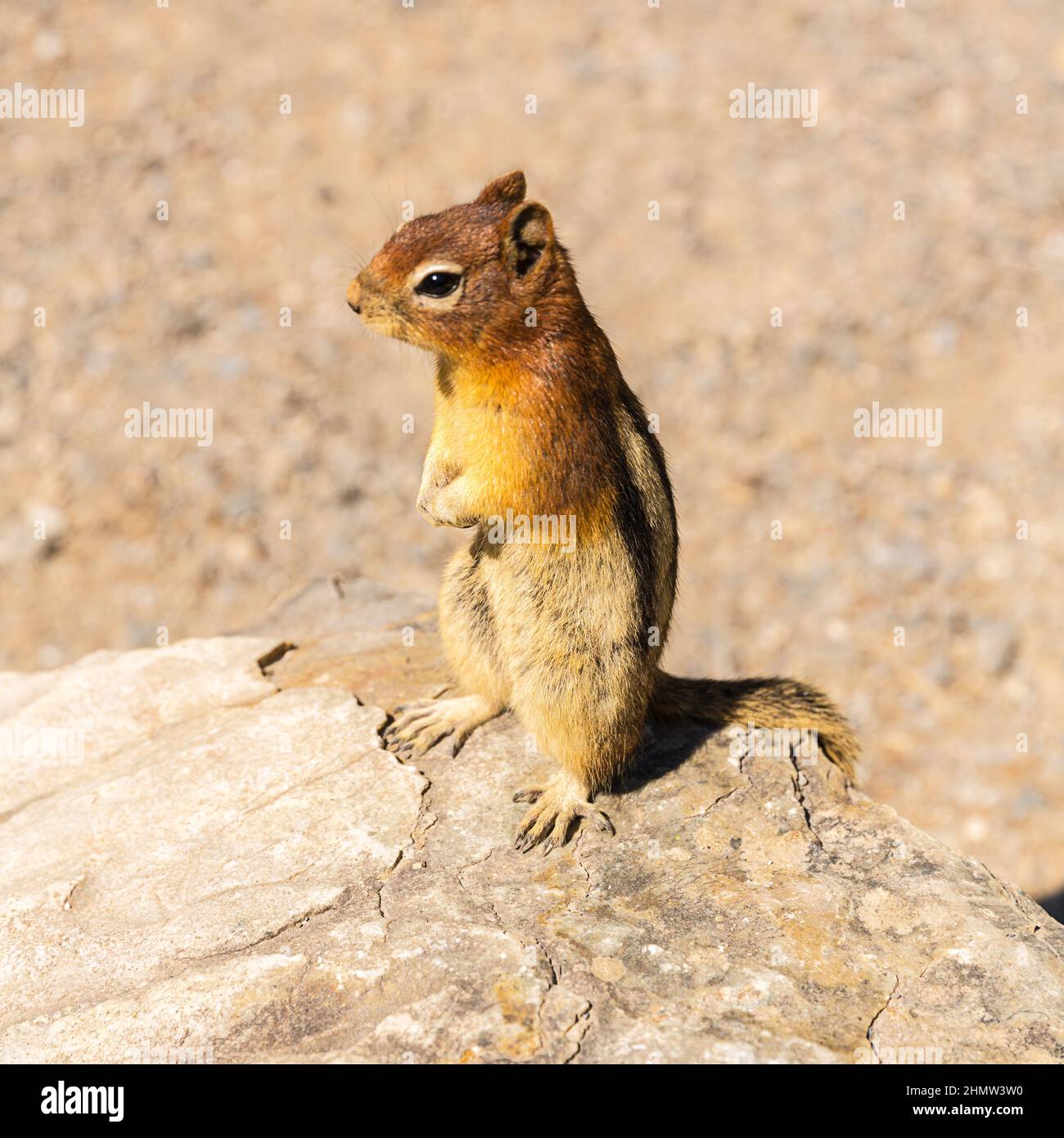 Golden-mantled Ground Squirrel stand on a rock Stock Photo - Alamy