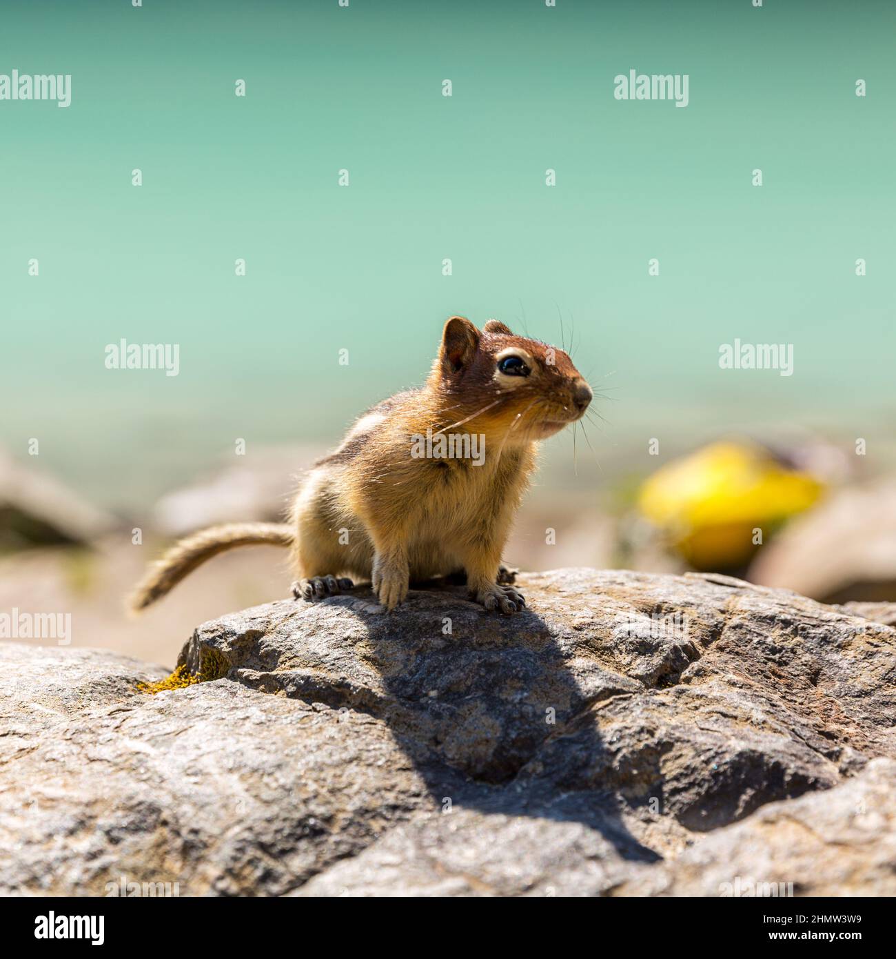 squirrel sitting on a rock at Lake Louise in summer banff canada Stock ...