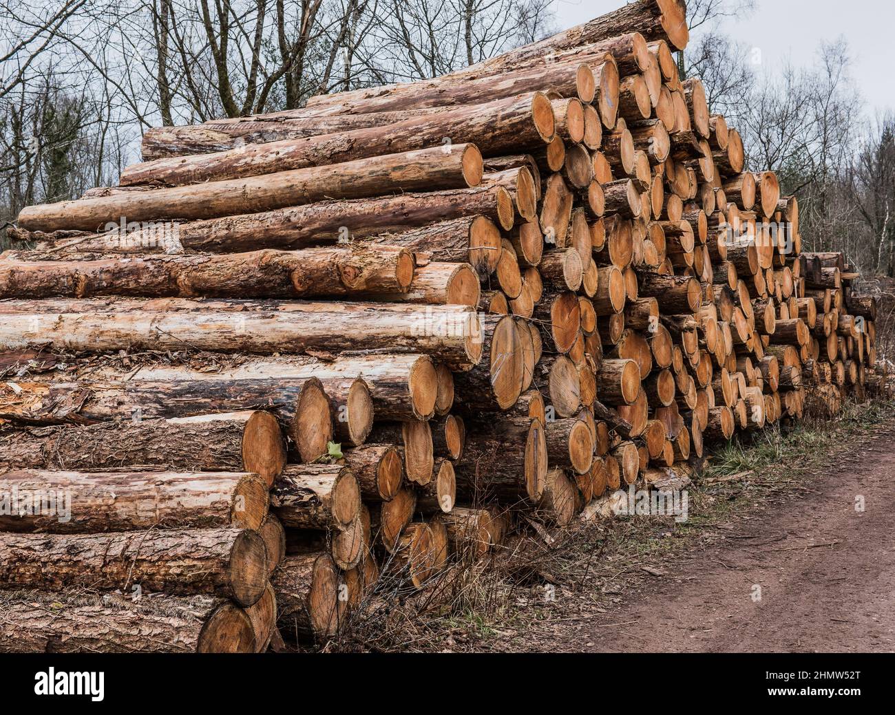 Timber stack at Forest Fach, Cardiff Stock Photo - Alamy