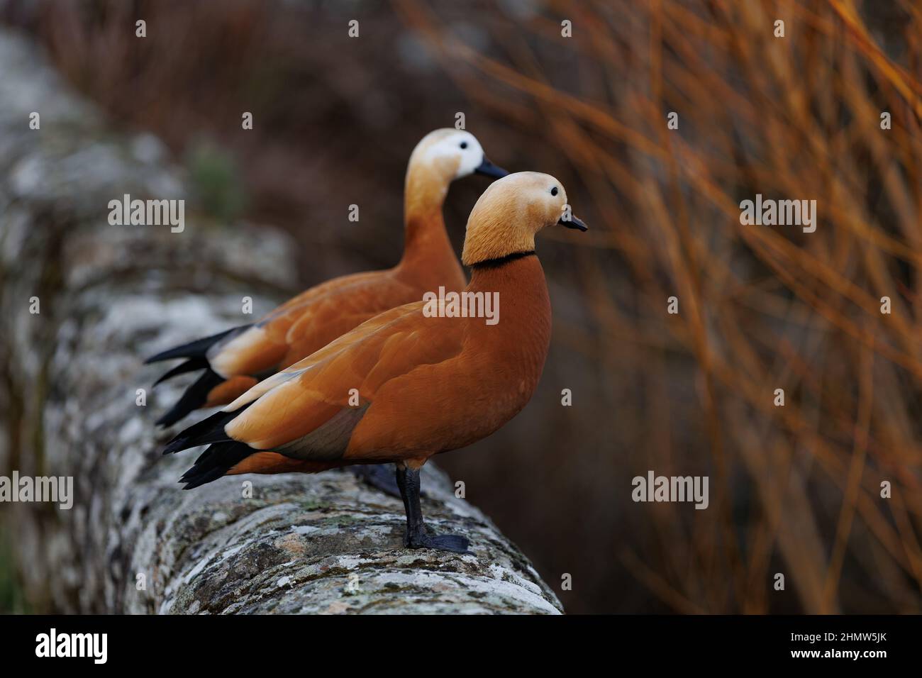 Two beautiful colorful ducks Stock Photo - Alamy
