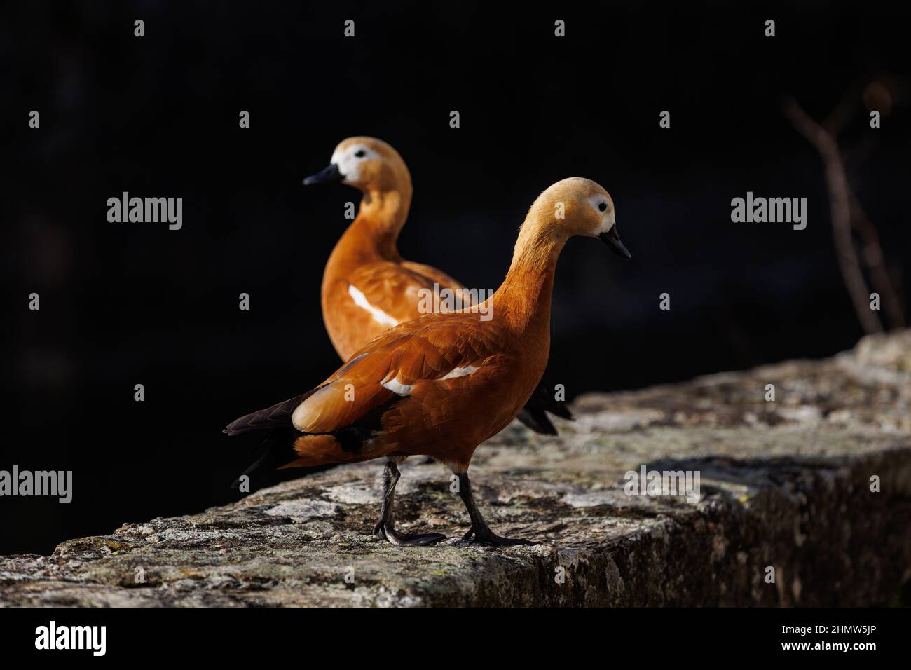 Mandarin ducks beautiful colours hi-res stock photography and images ...