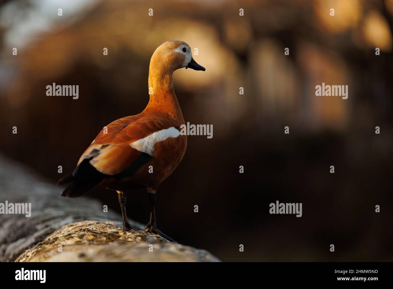 Mandarin ducks beautiful colours hi-res stock photography and images ...