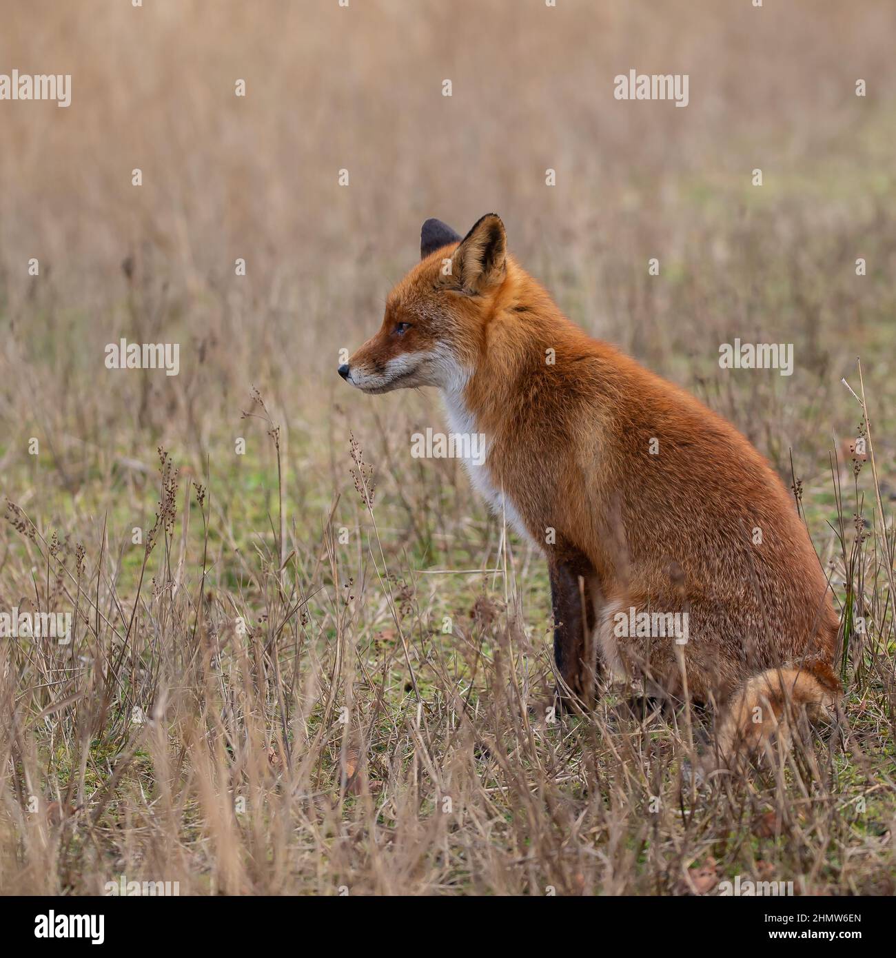 Red fox in nature in the Dutch dunes Stock Photo - Alamy
